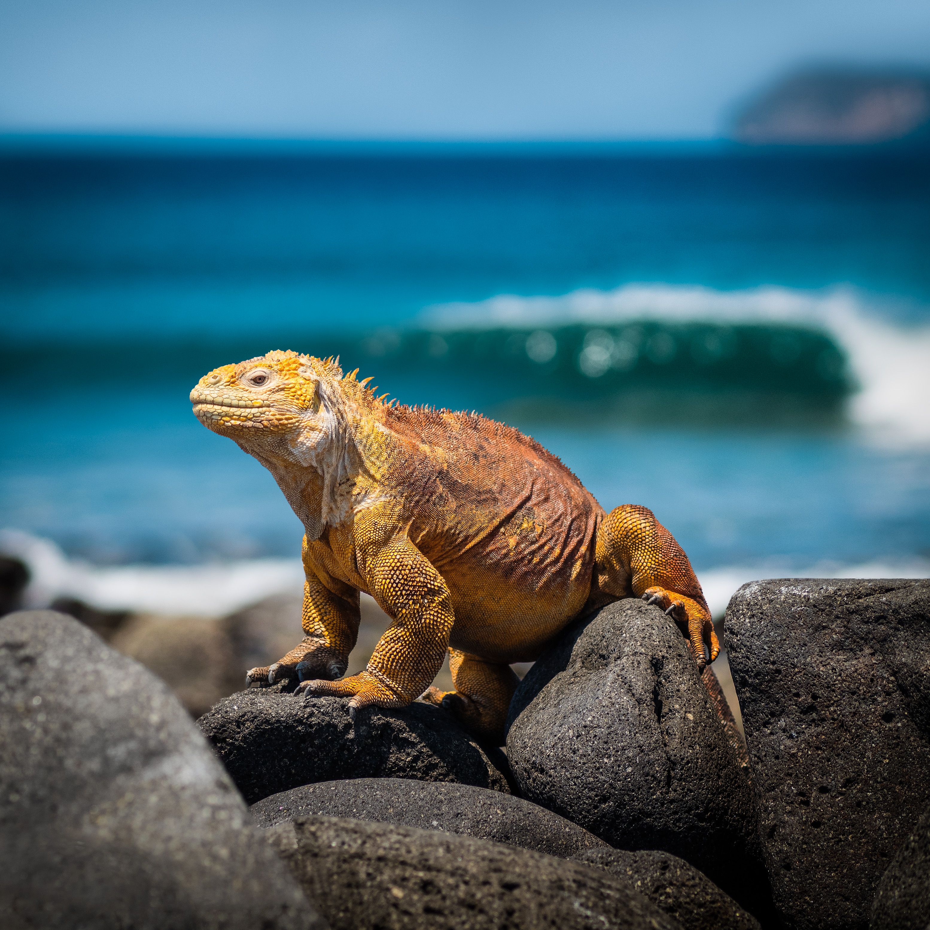 Orange Iguana Standing on Rocks · Free Stock Photo