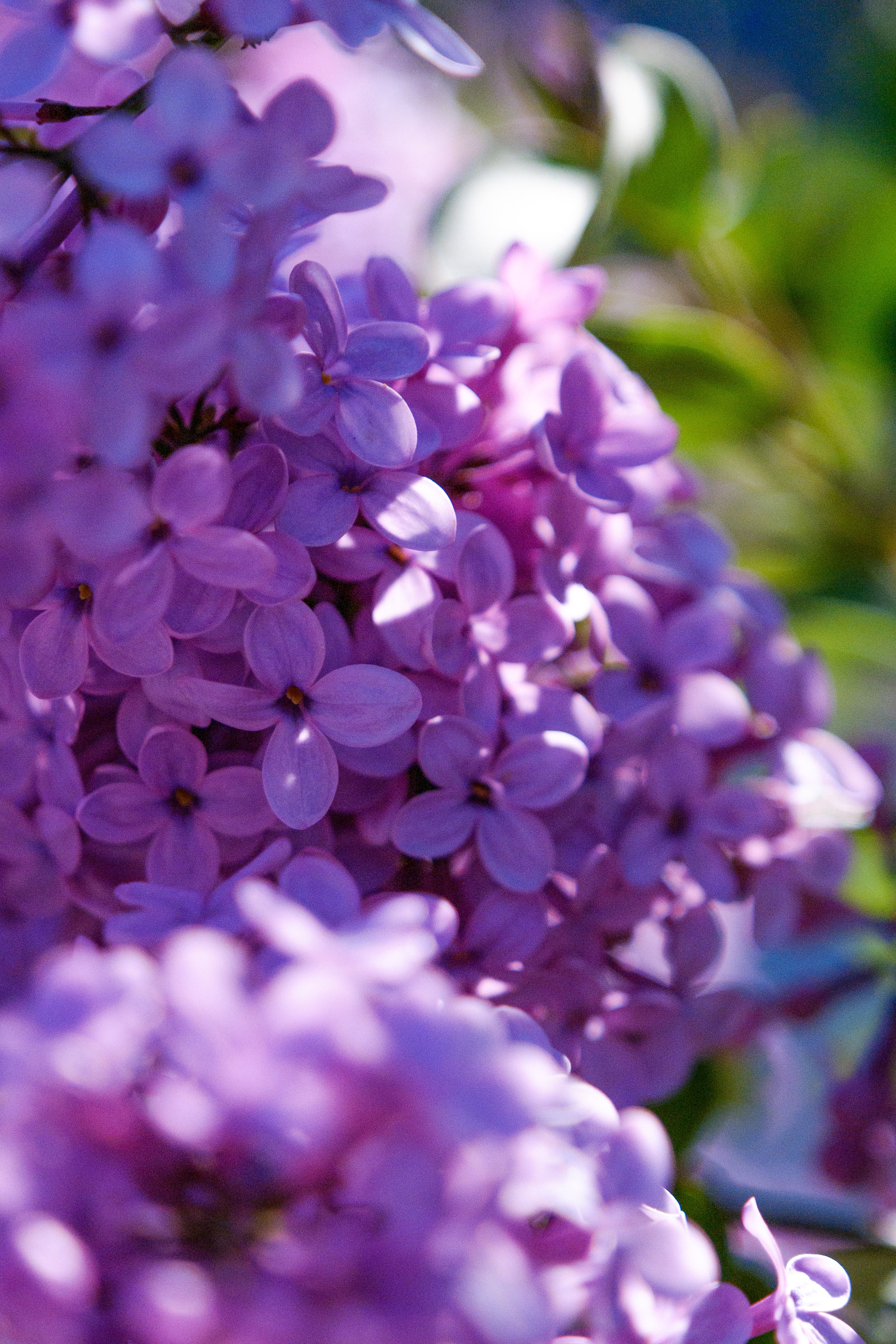 Close-up Shot of Violet Flowers · Free Stock Photo