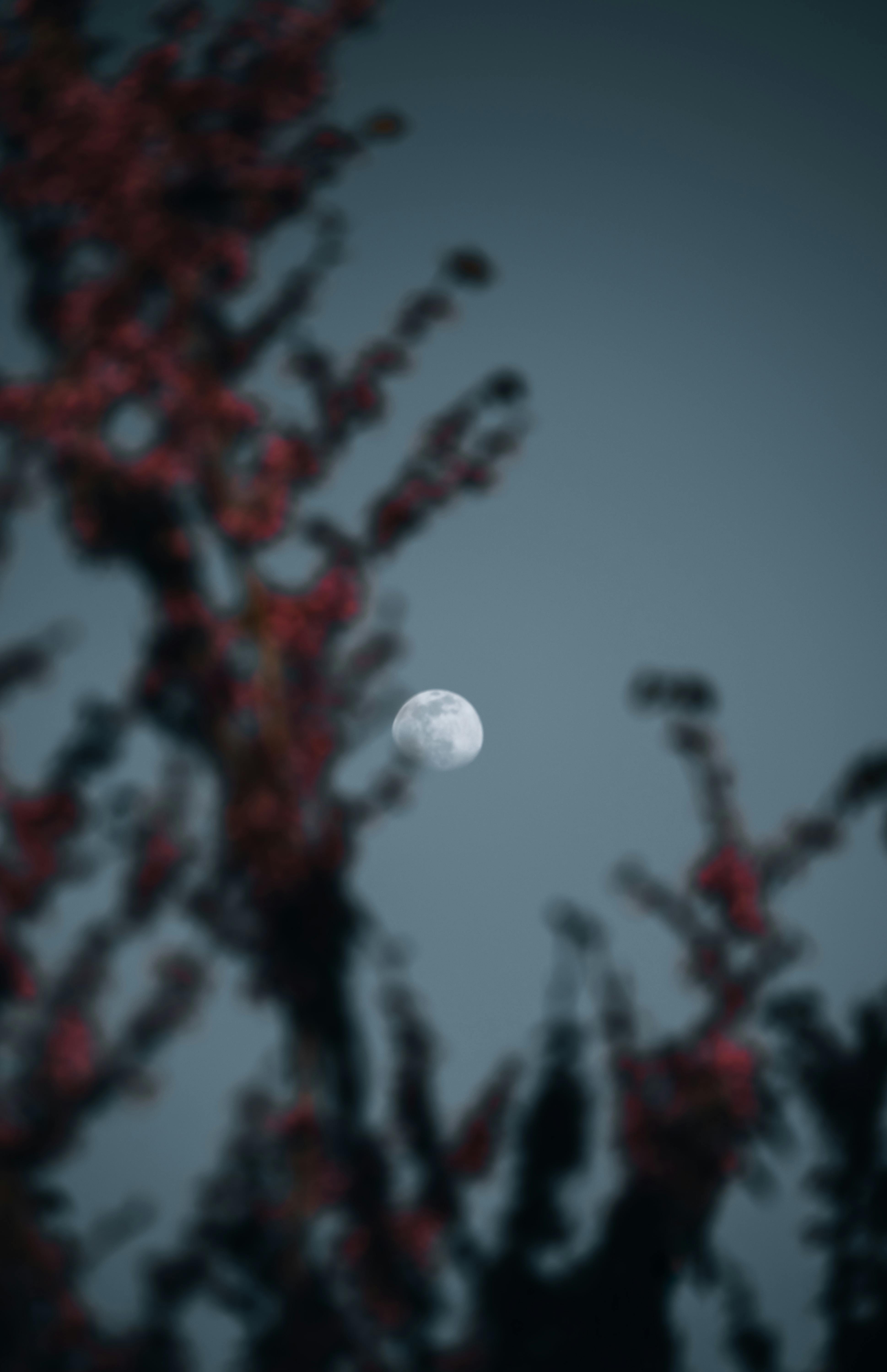 Close-Up Shot of Tree Branches at Night · Free Stock Photo