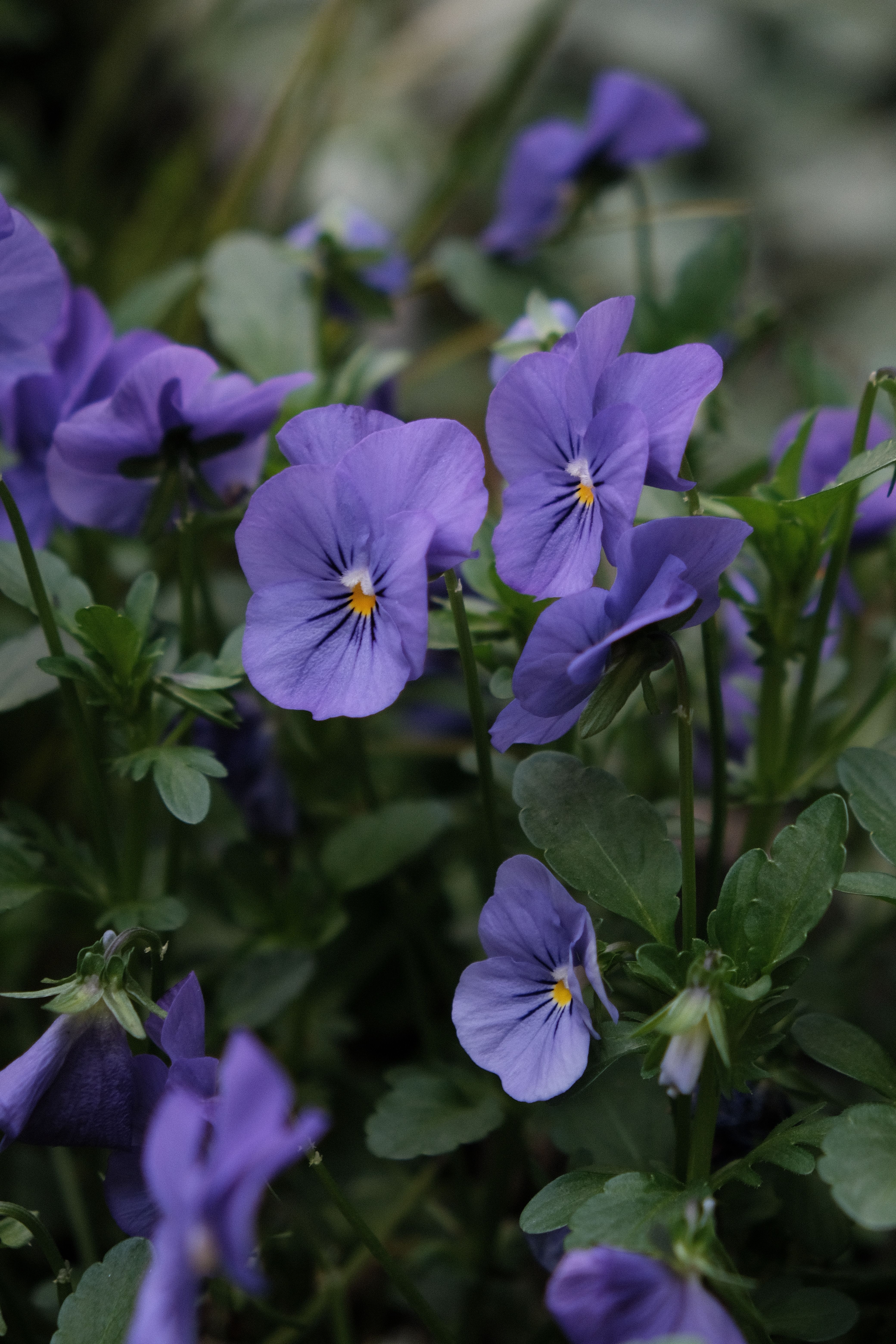 Close-Up Photo of Purple Pansy Flowers · Free Stock Photo