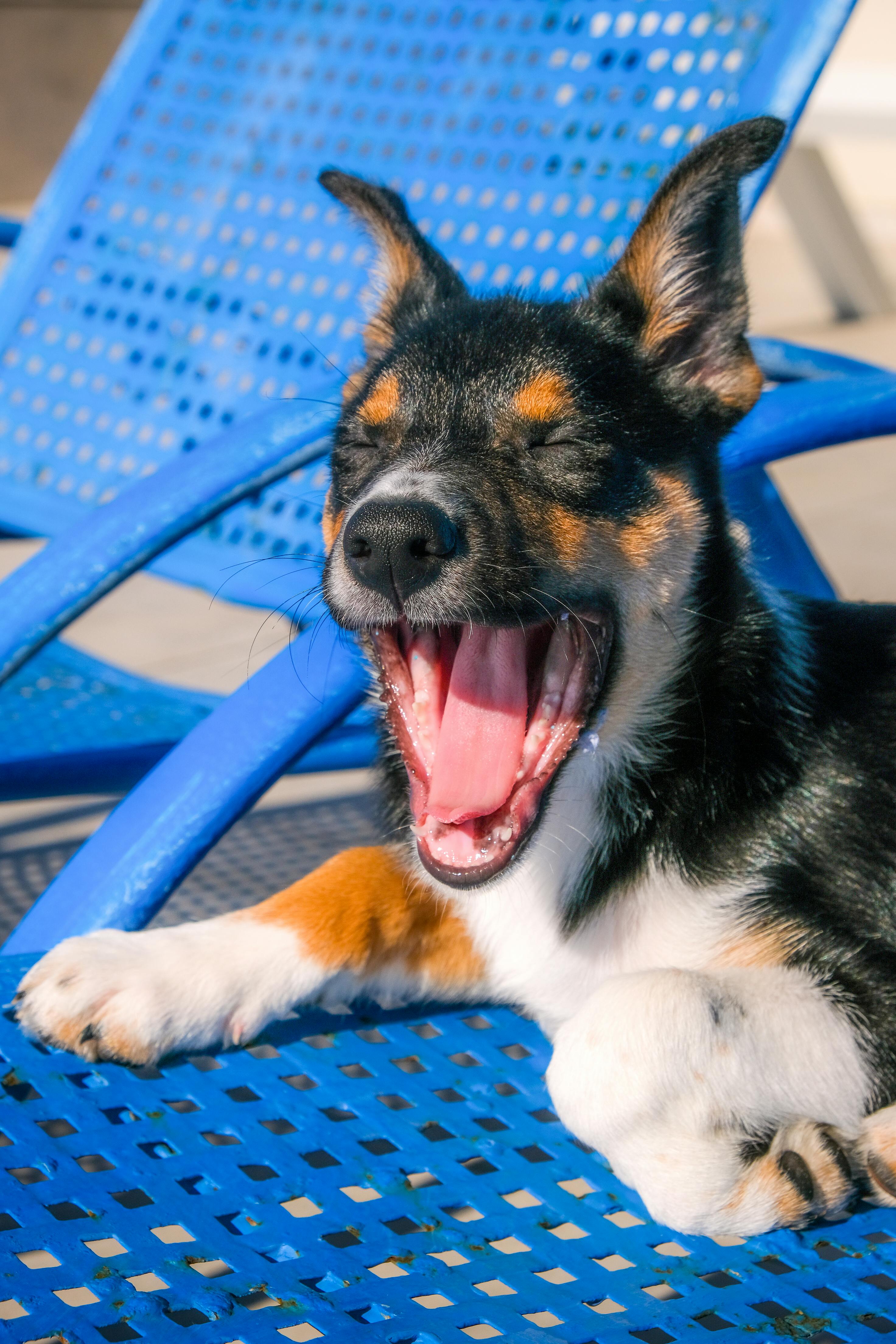 Close-Up Shot of a Dog Yawning · Free Stock Photo