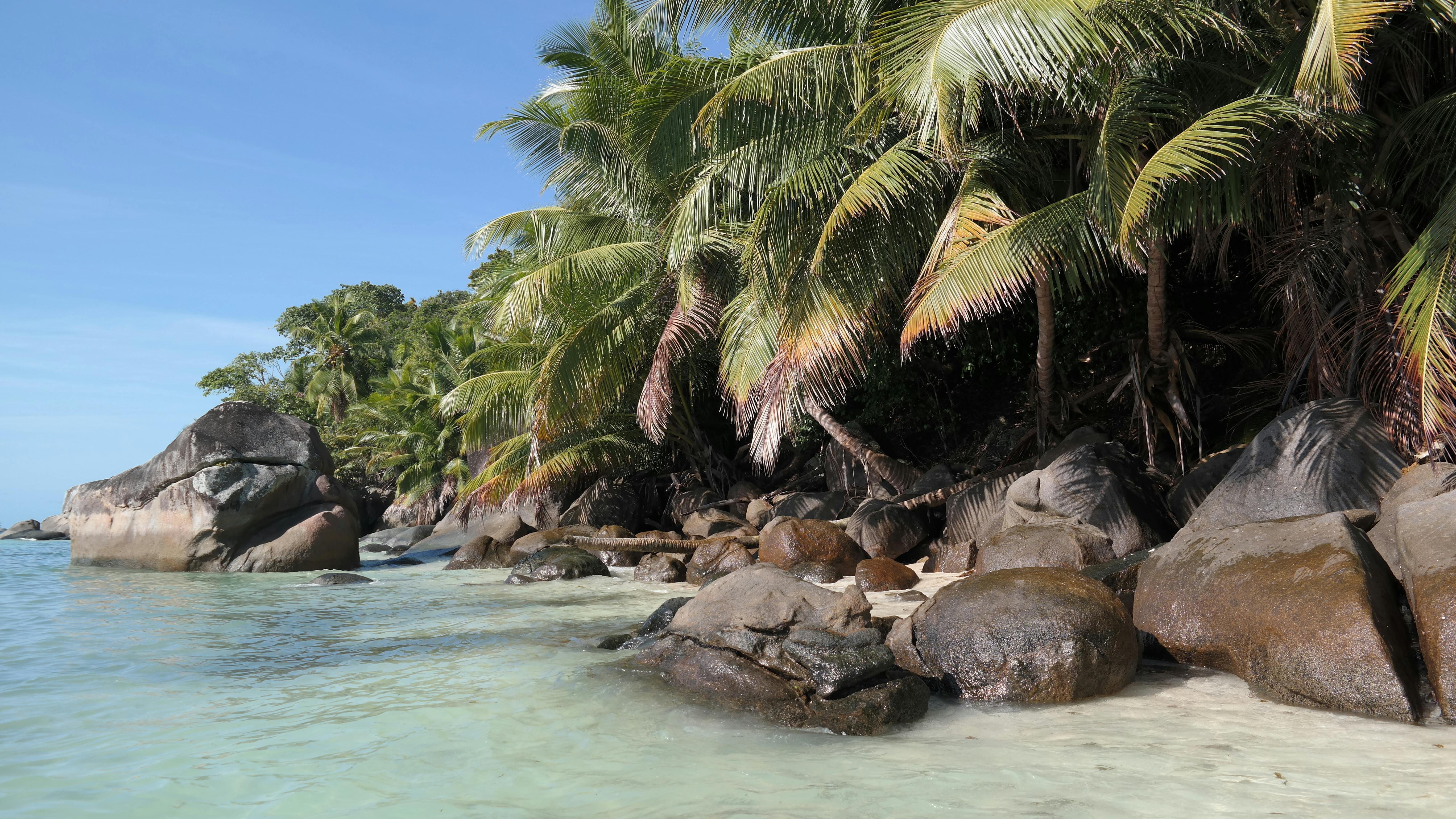 Big Rocks Near Green Palm Trees on the Shore of a Beach · Free Stock Photo