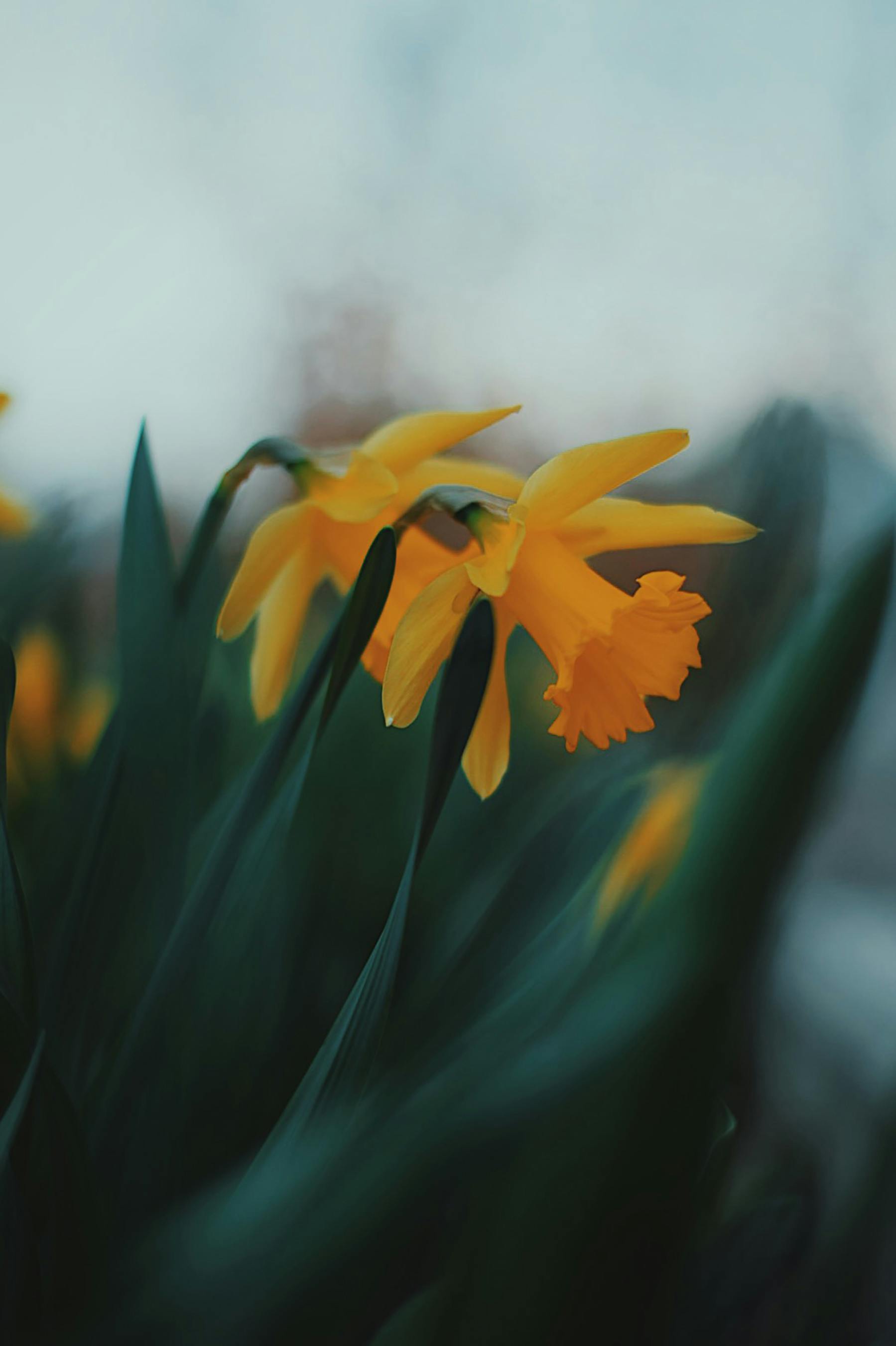 Yellow Daffodils Photos, Download The BEST Free Yellow Daffodils Stock ...