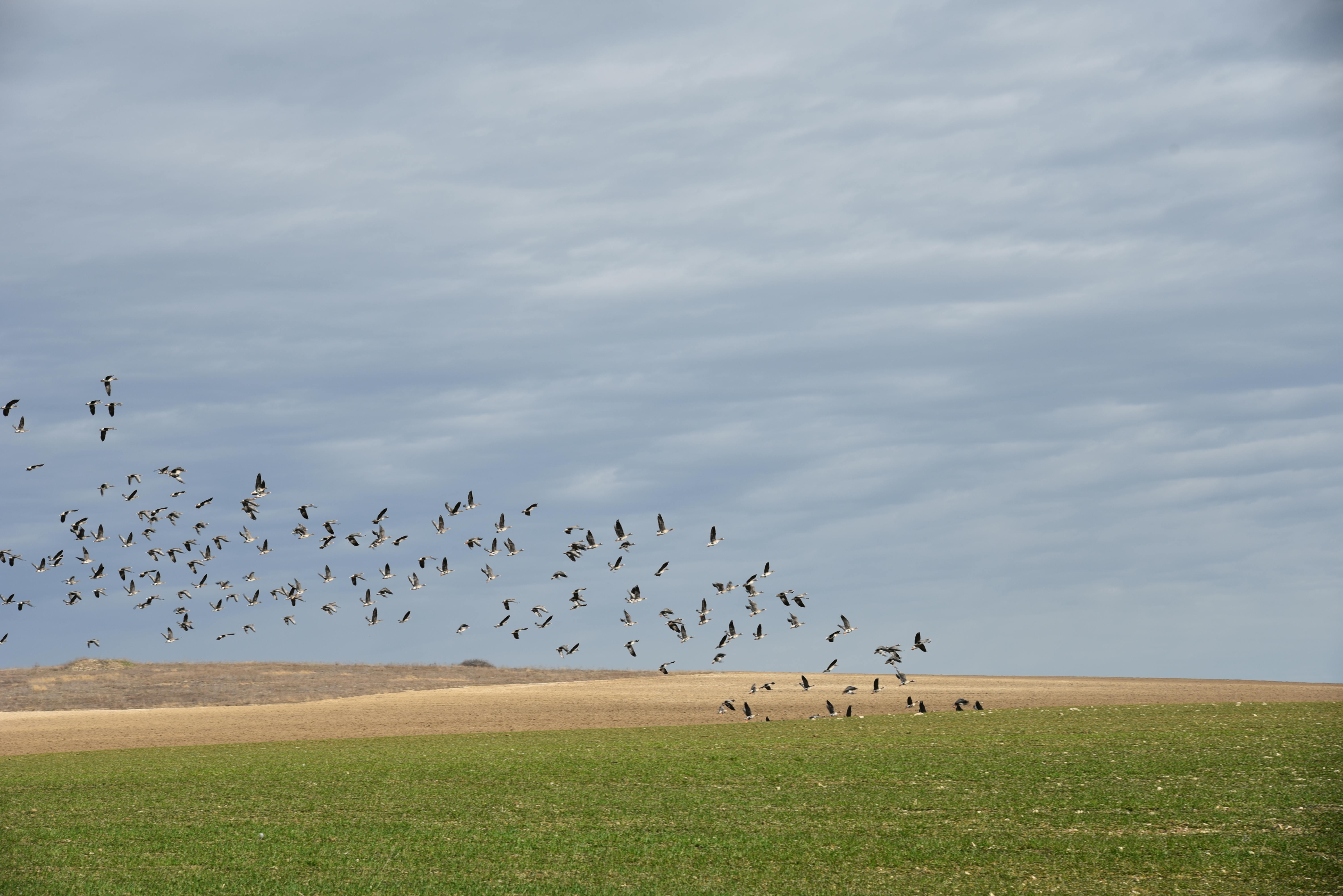 Photograph of a Flock of Birds Flying · Free Stock Photo