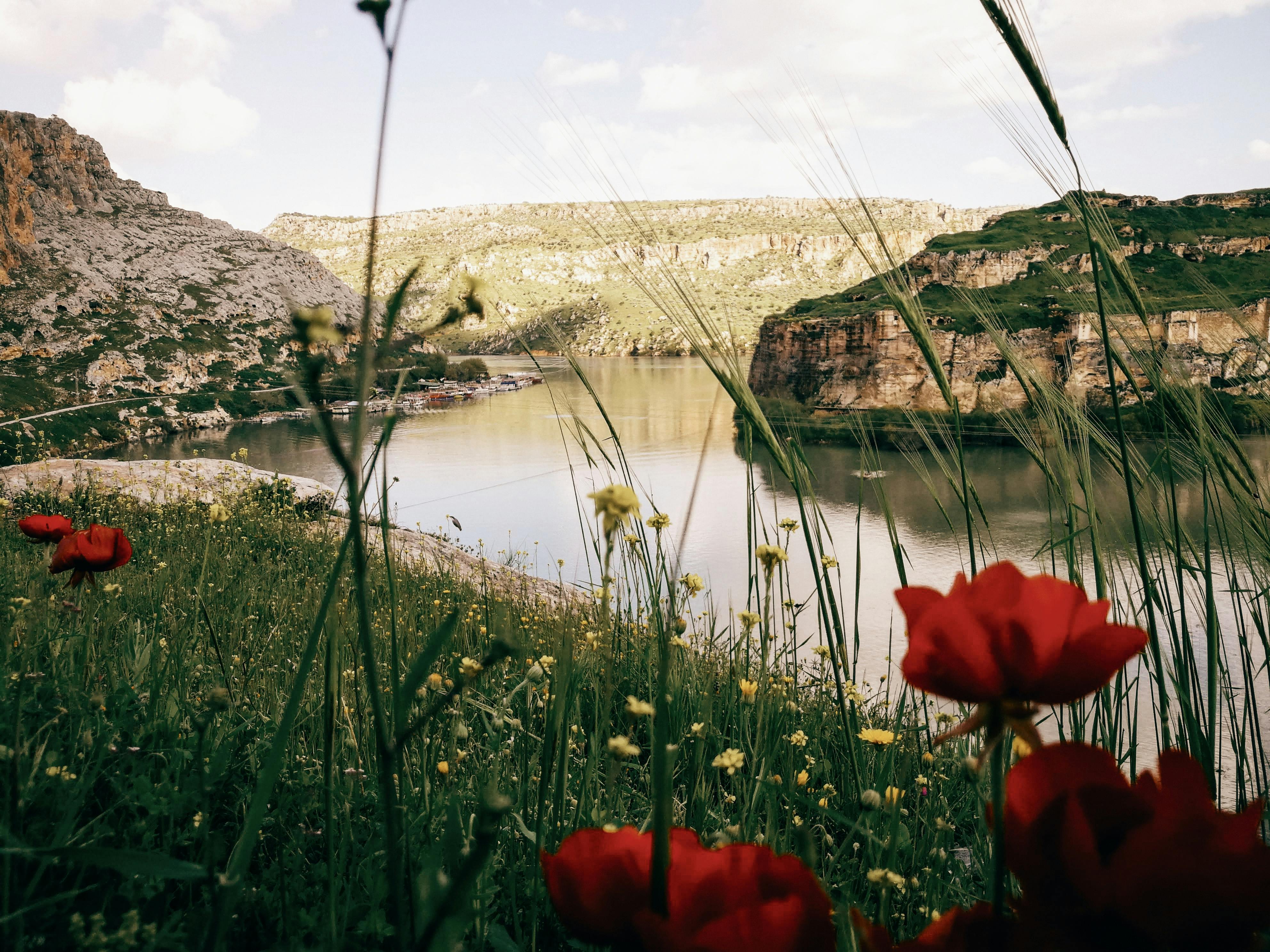 Red Flowers near the River · Free Stock Photo