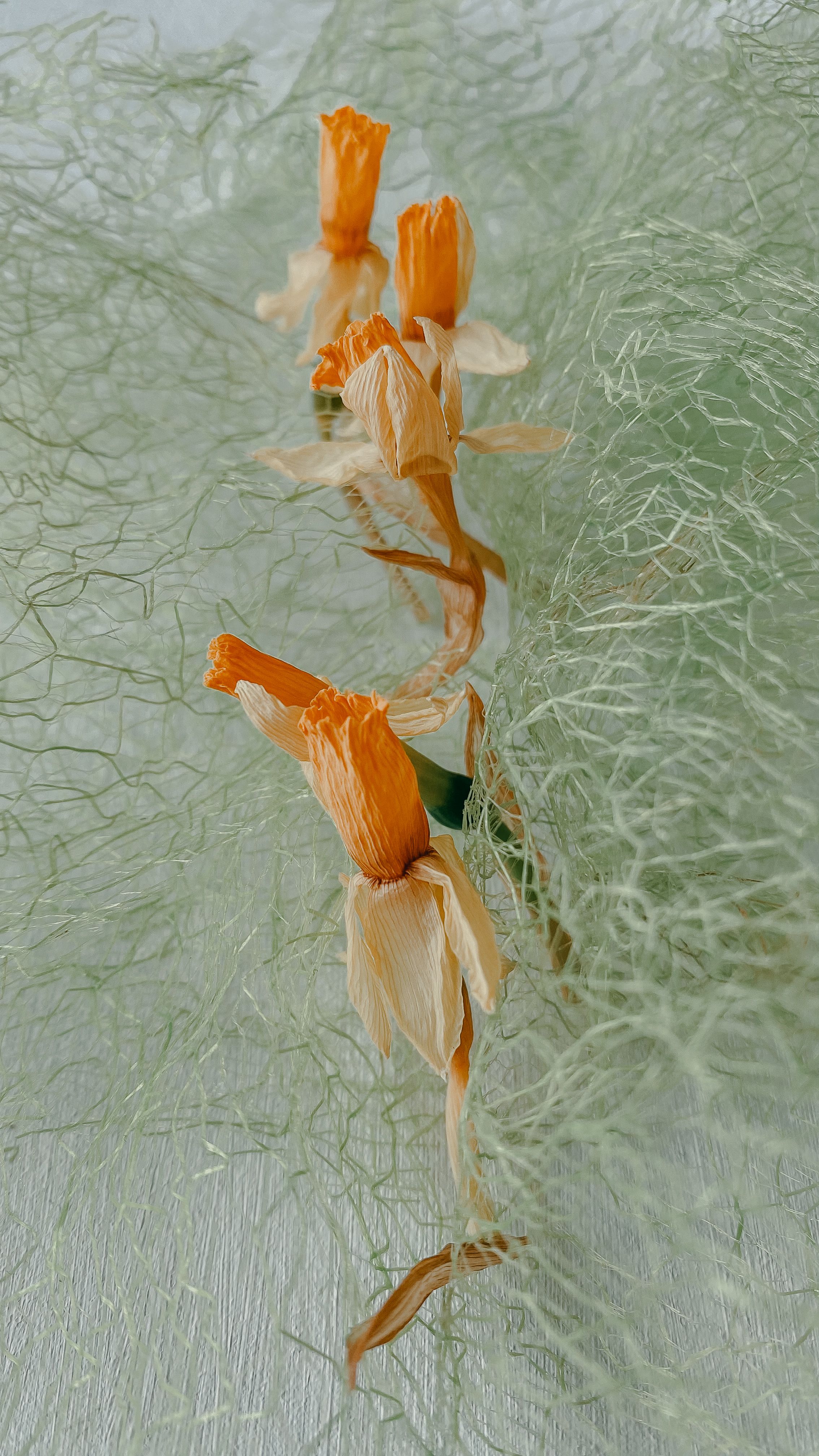 Drying Flowers in Close Up · Free Stock Photo