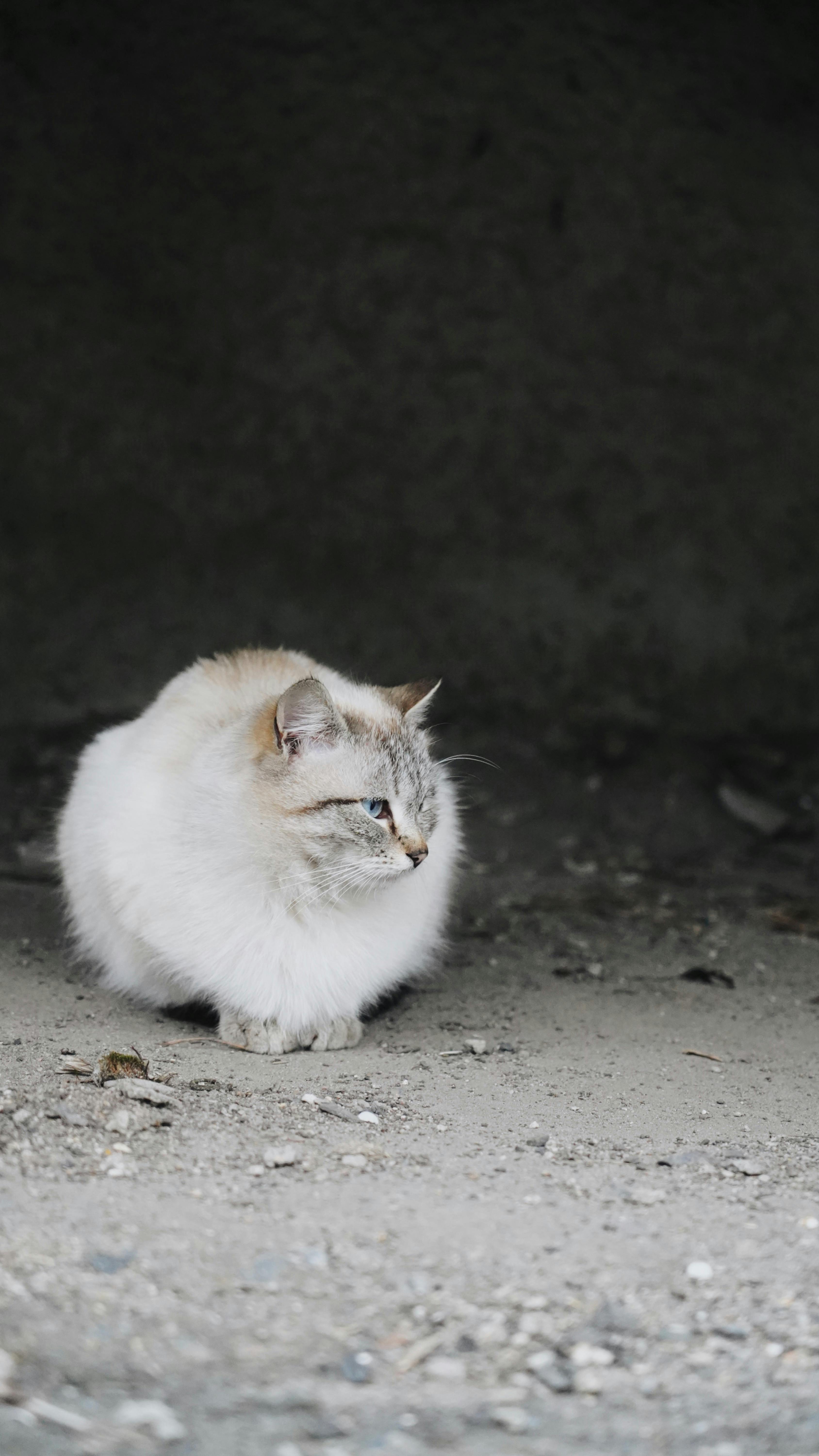 Photo of a Cyprus Cat · Free Stock Photo