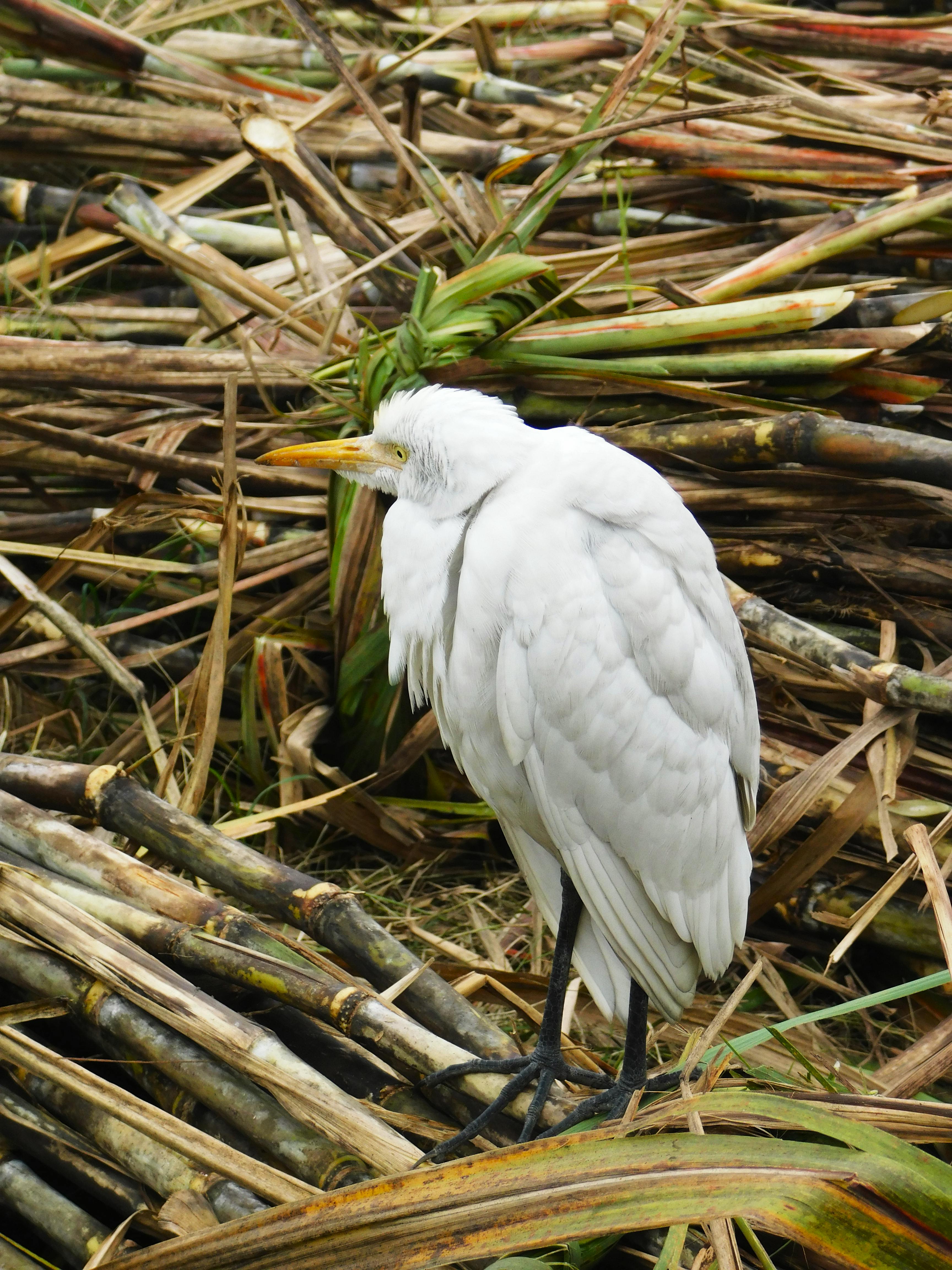 Bird Perched on Sugar Canes · Free Stock Photo