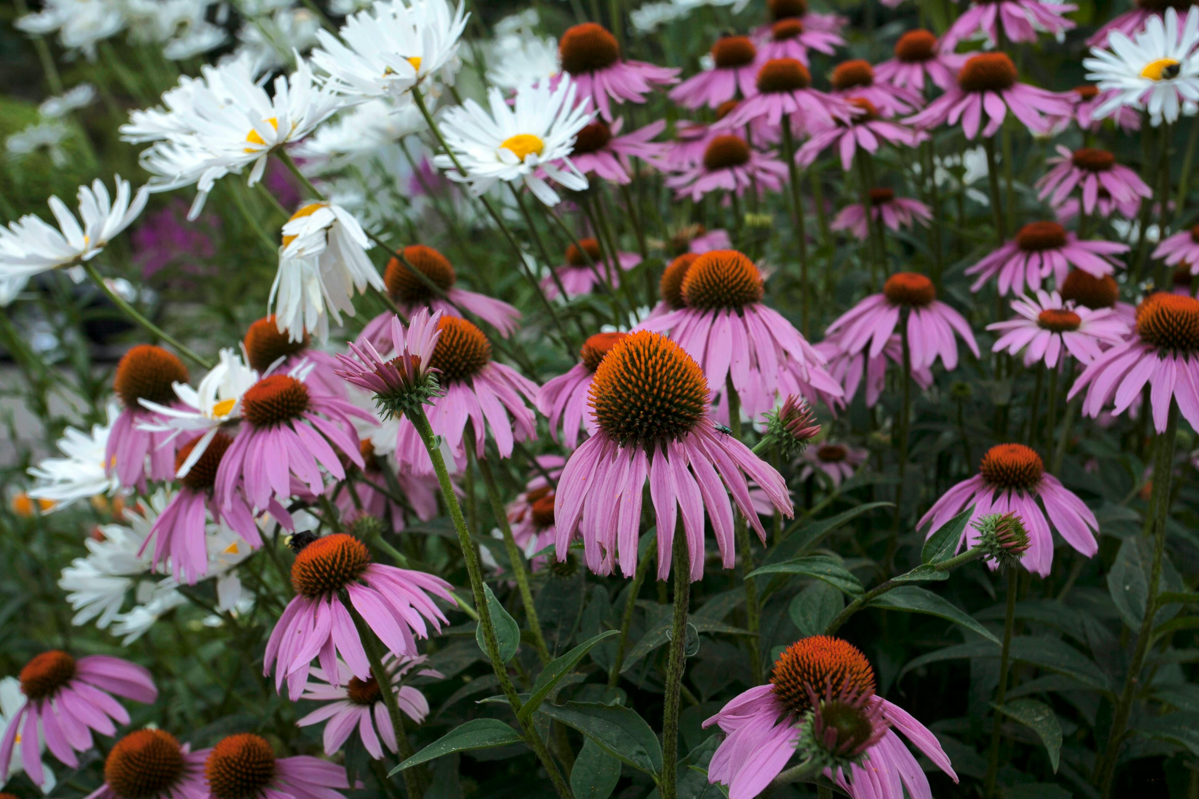 Photo of Yellow Coneflowers in a Watering Can · Free Stock Photo