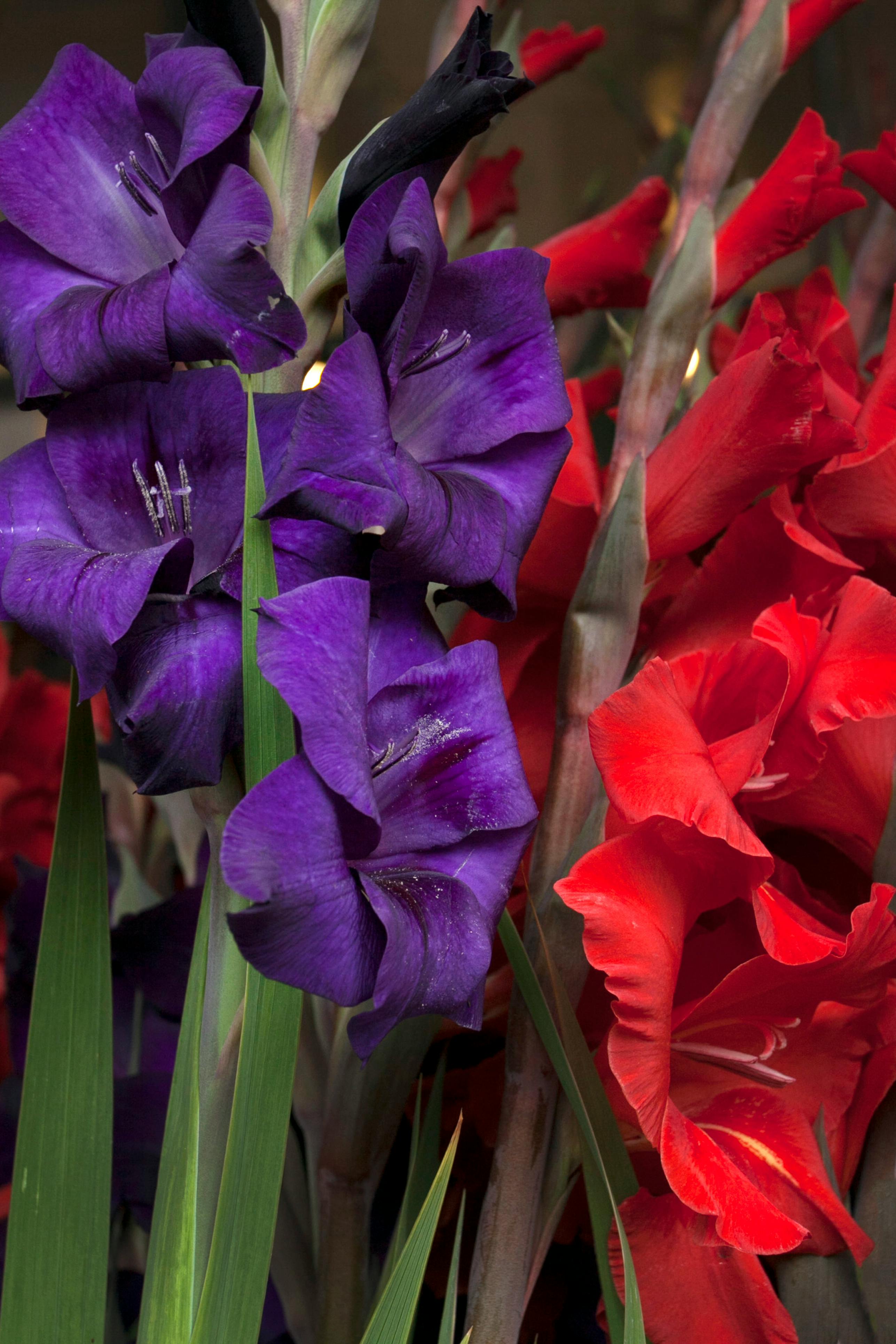 Purple and Red Flowers in Close-up Photography · Free Stock Photo