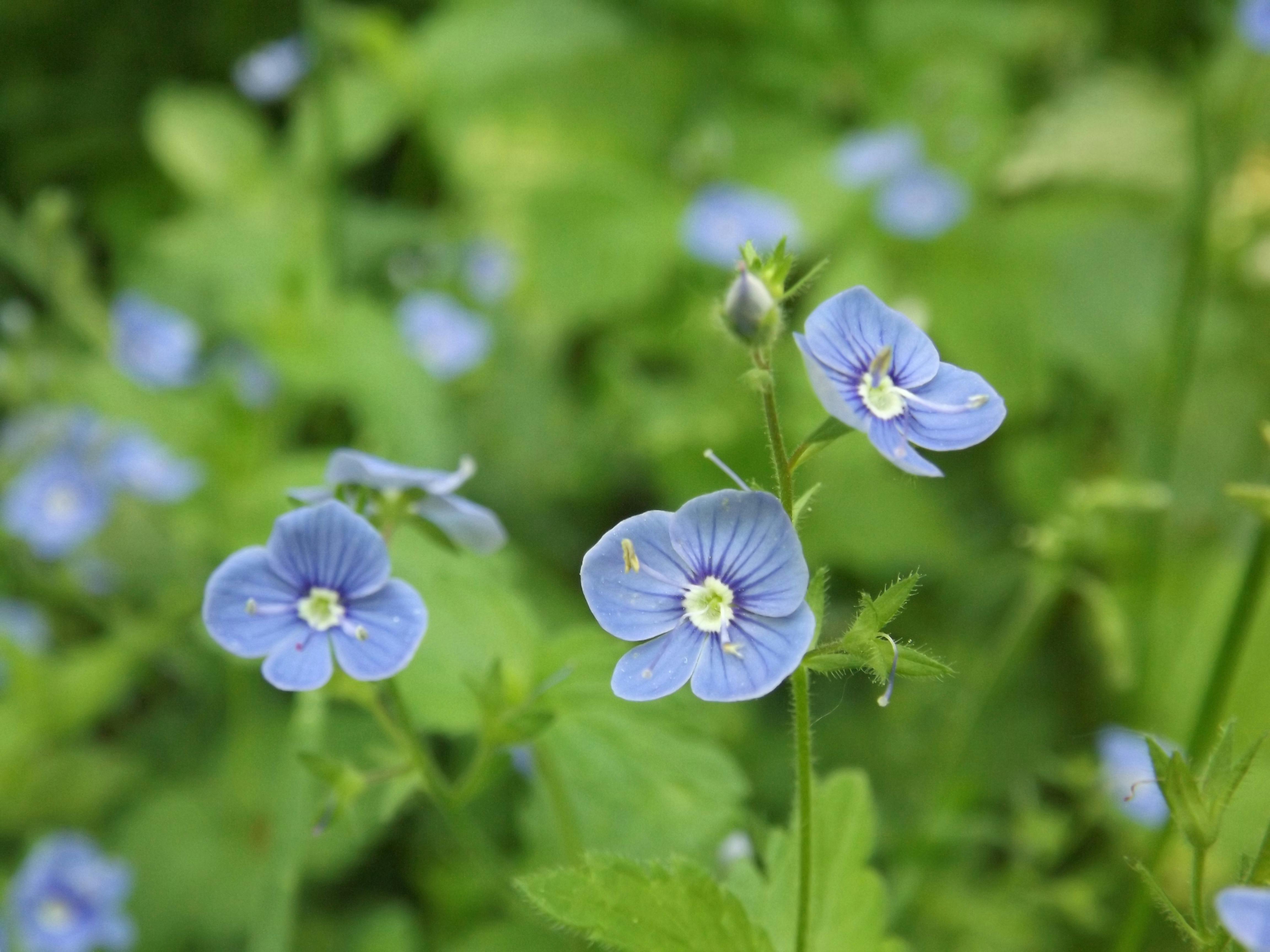 German Speedwell Flowers in Bloom · Free Stock Photo
