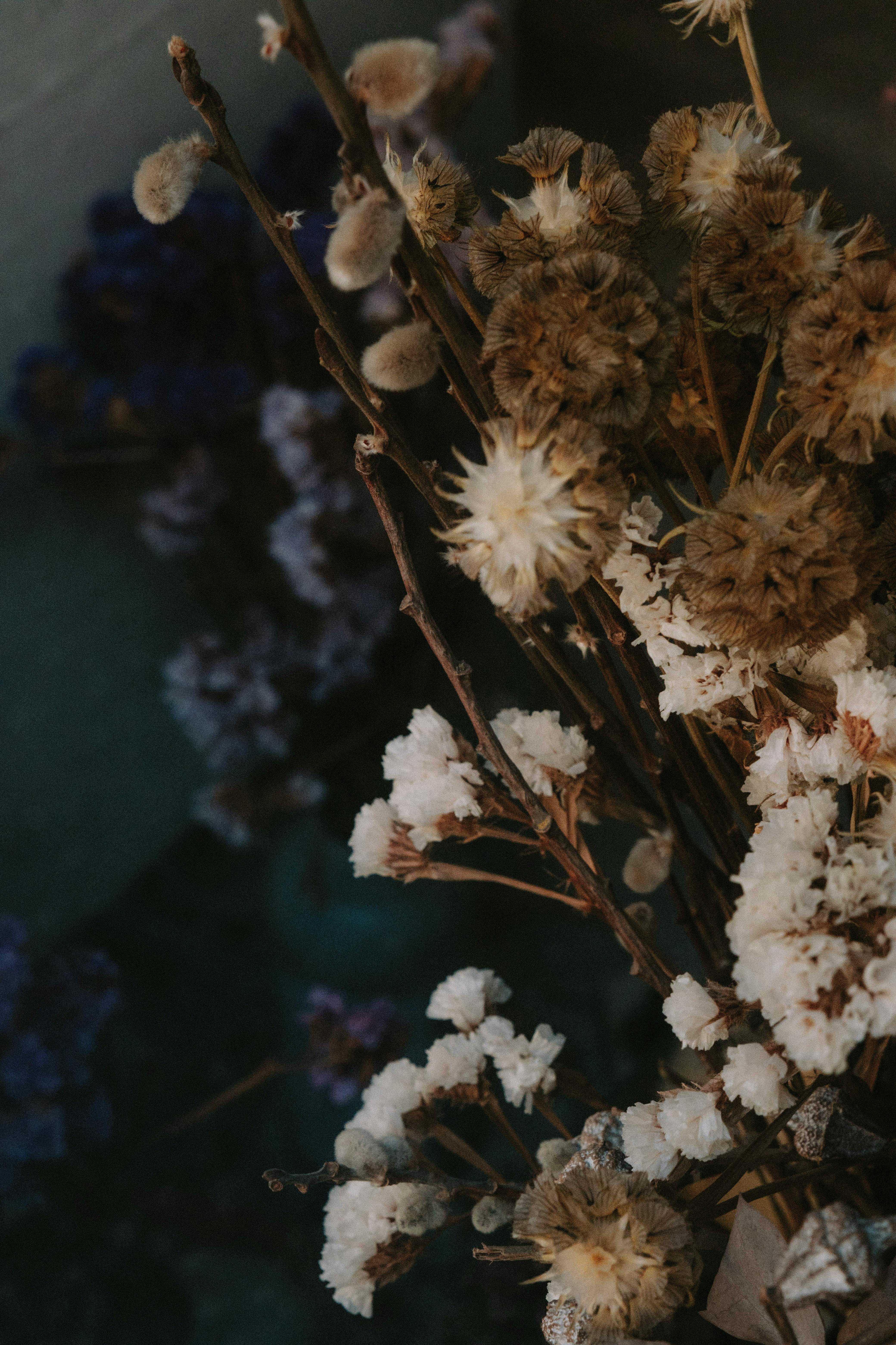 Withering White Flowers · Free Stock Photo
