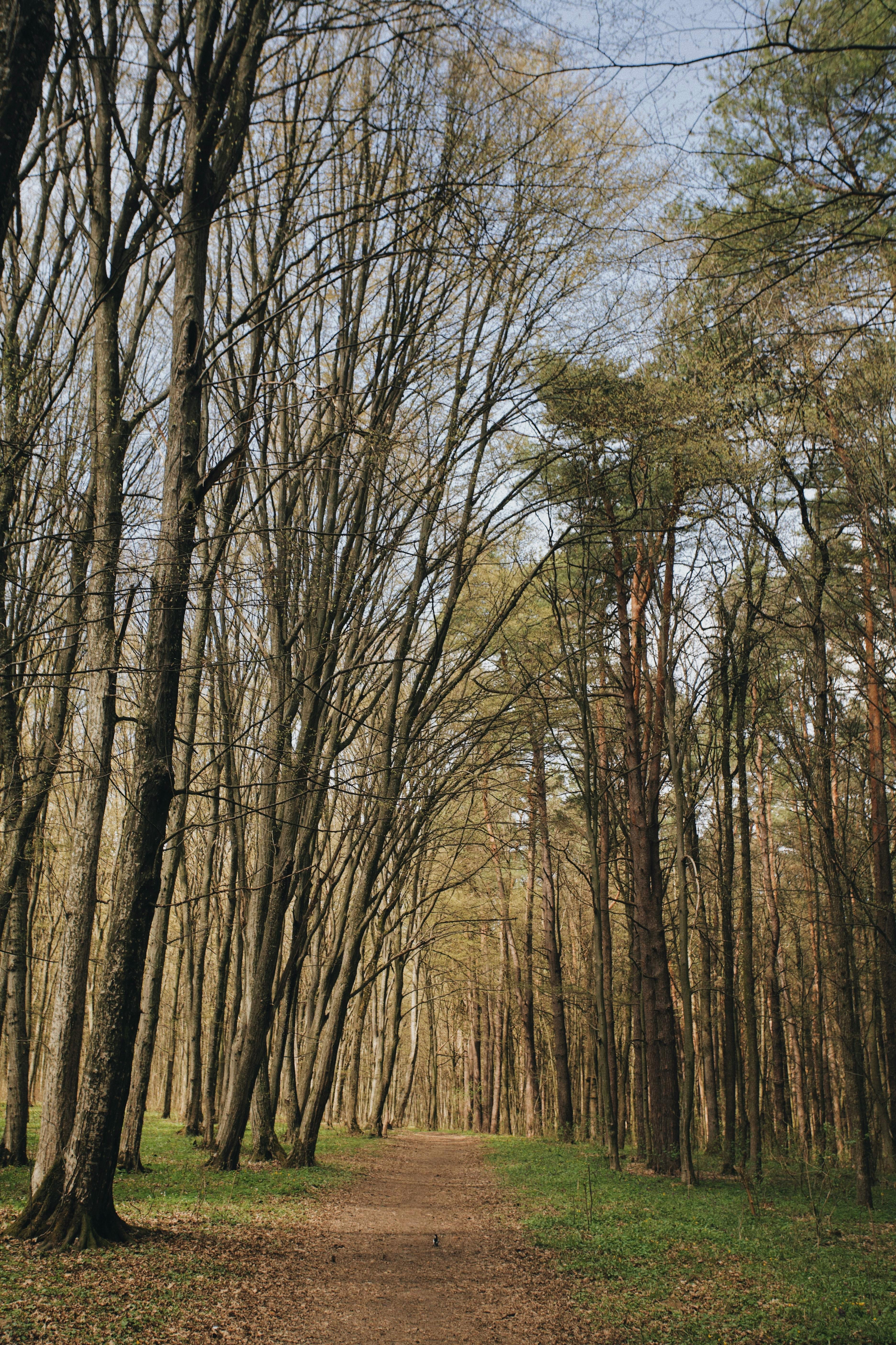 Unpaved Pathway Between Trees · Free Stock Photo