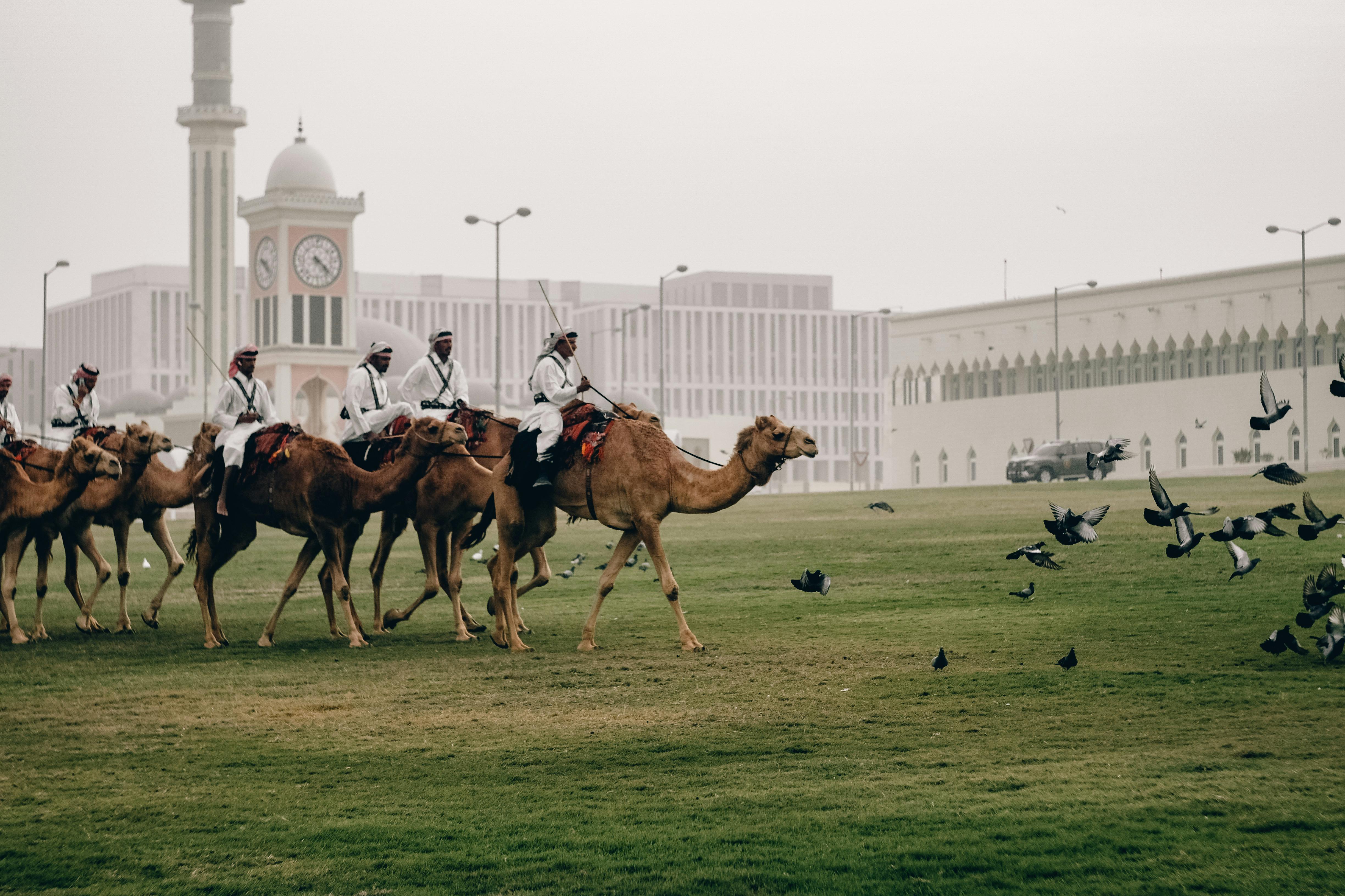 Group of Arab Men Riding Camels in Doha Qatar · Free Stock Photo