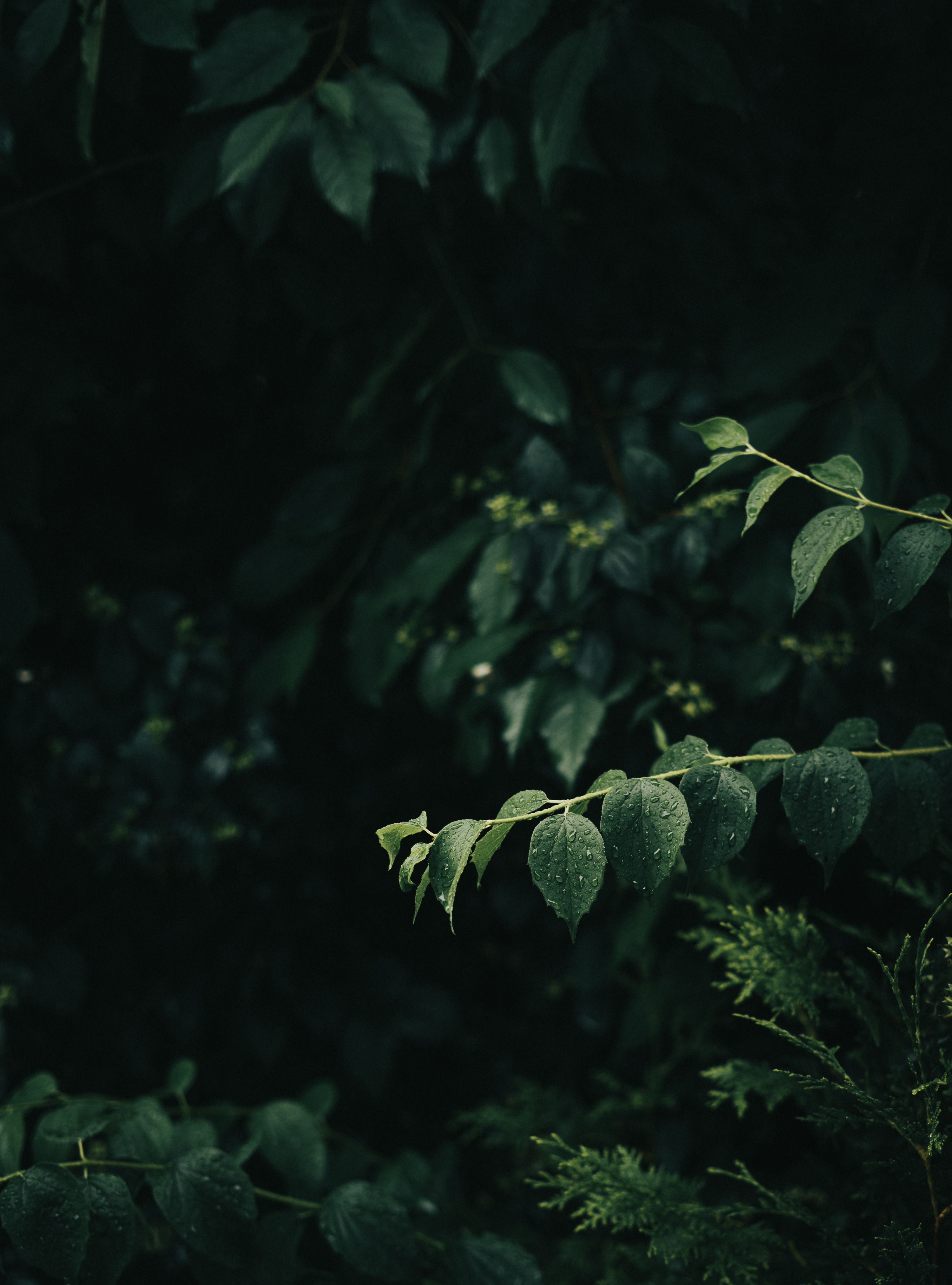 Close-up of Dark Green Leaves in Bushes · Free Stock Photo