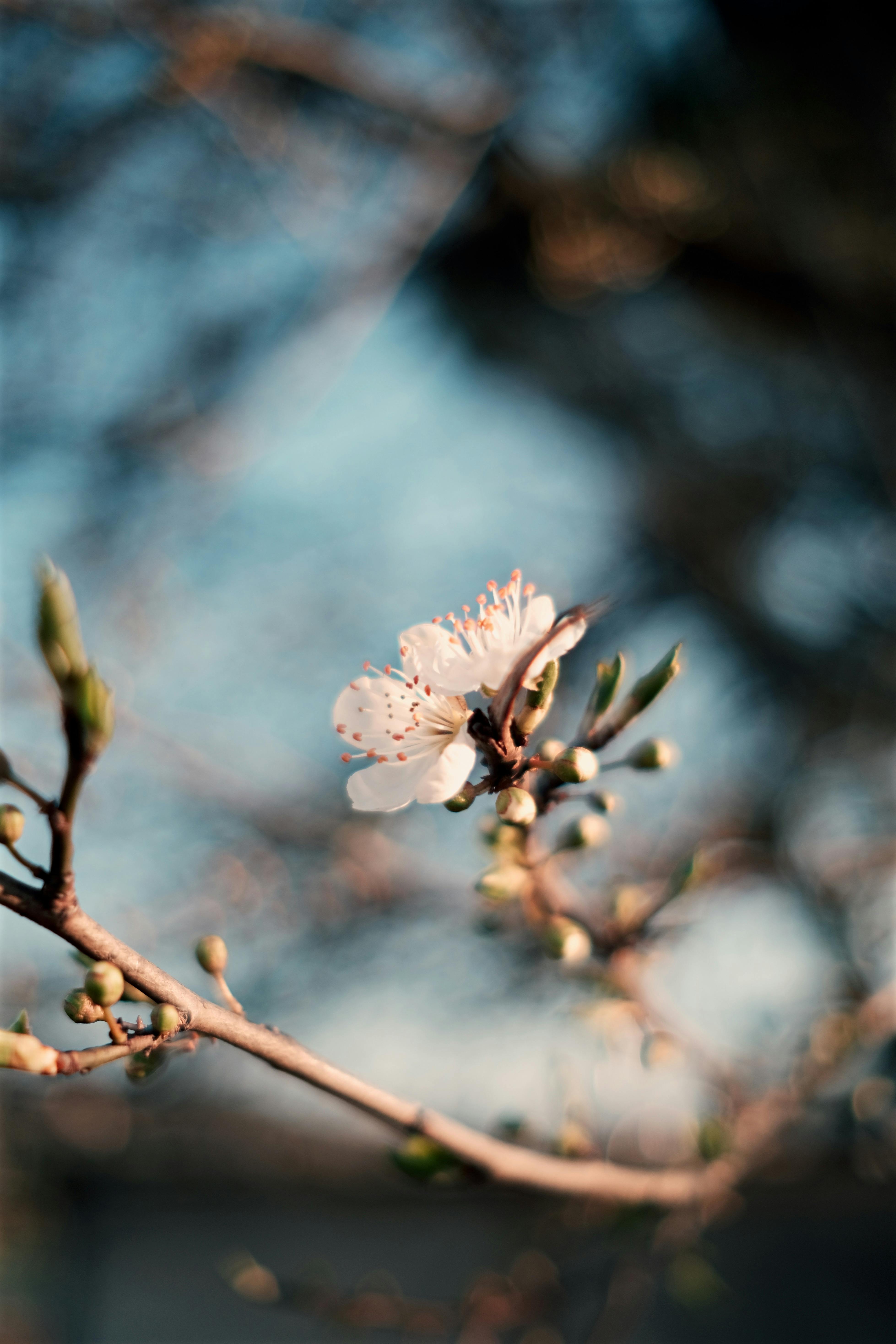 Spring Tree Photos, Download The BEST Free Spring Tree Stock Photos ...