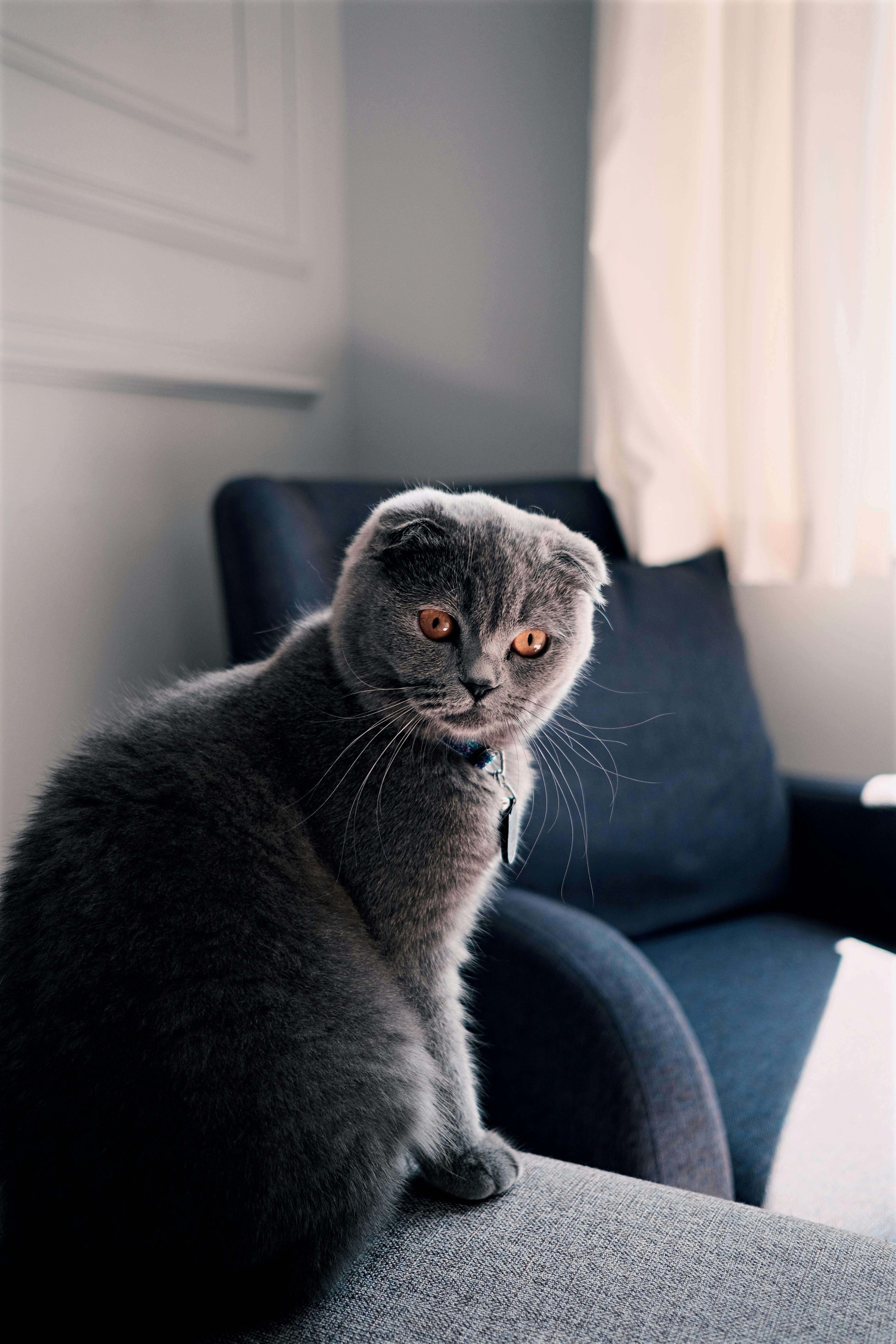 Close Up of a Scottish Fold Cat · Free Stock Photo