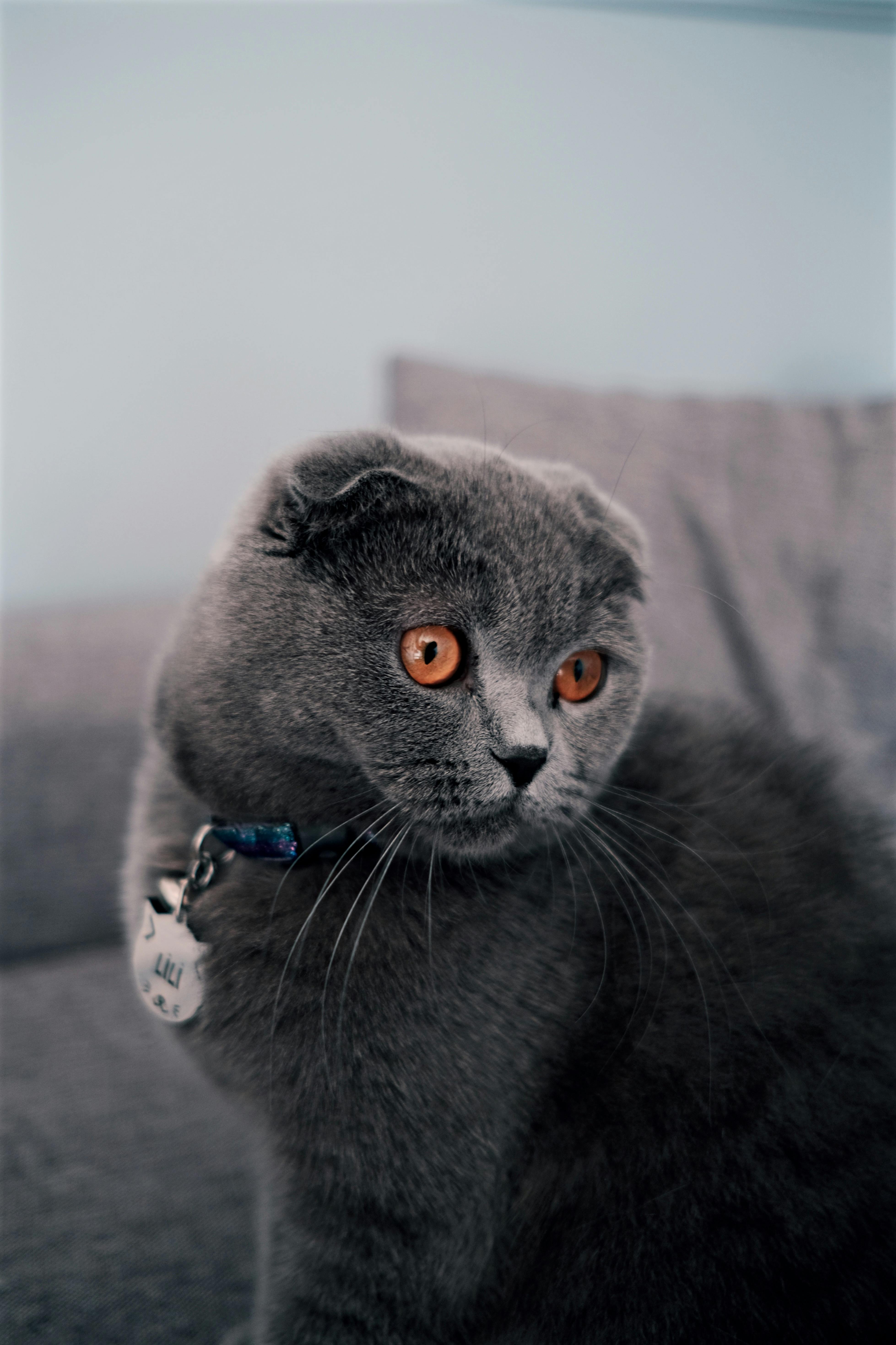 Cat Turning Its Head · Free Stock Photo