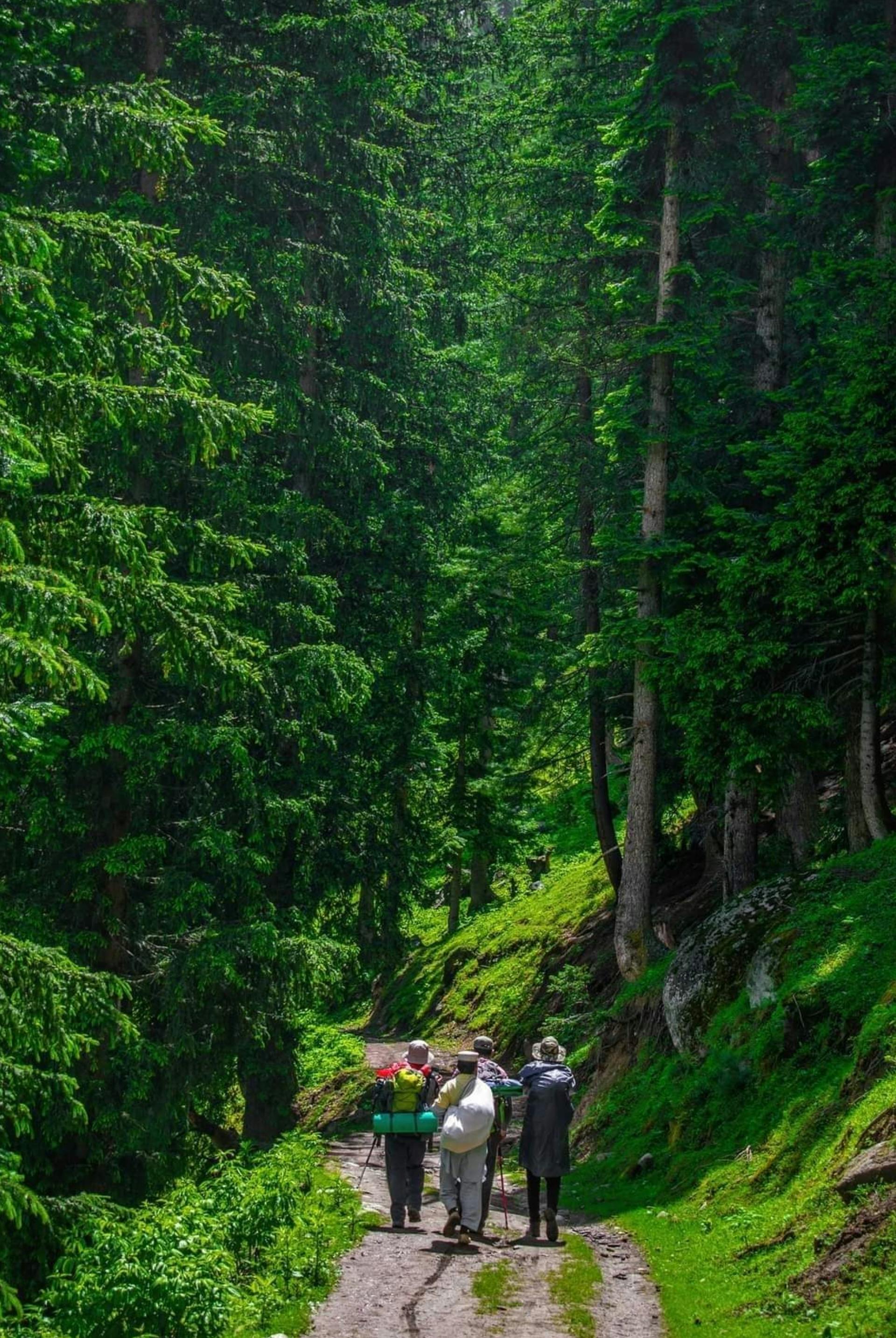 People Walking in thee Forest · Free Stock Photo