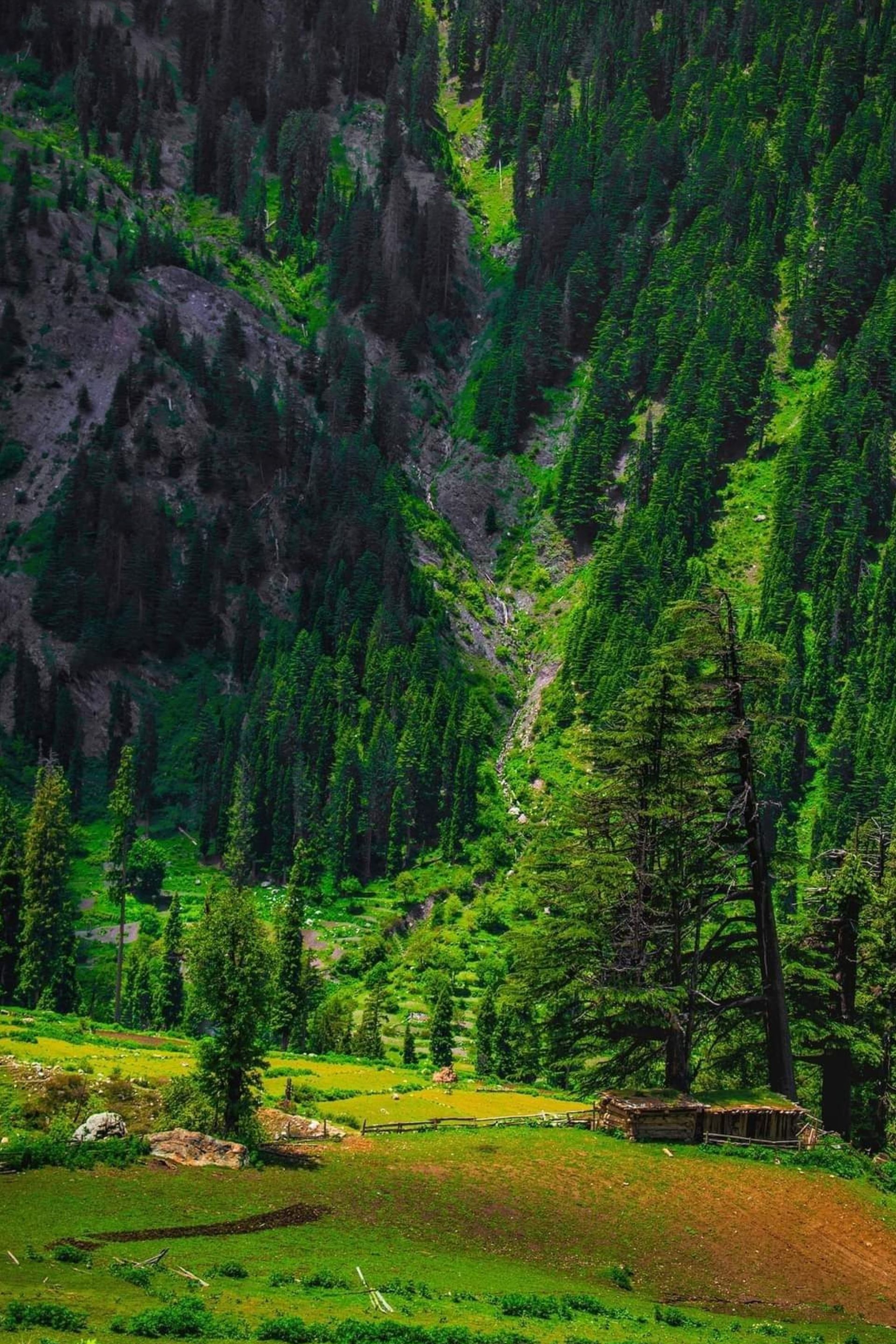 Trees on the Mountain · Free Stock Photo