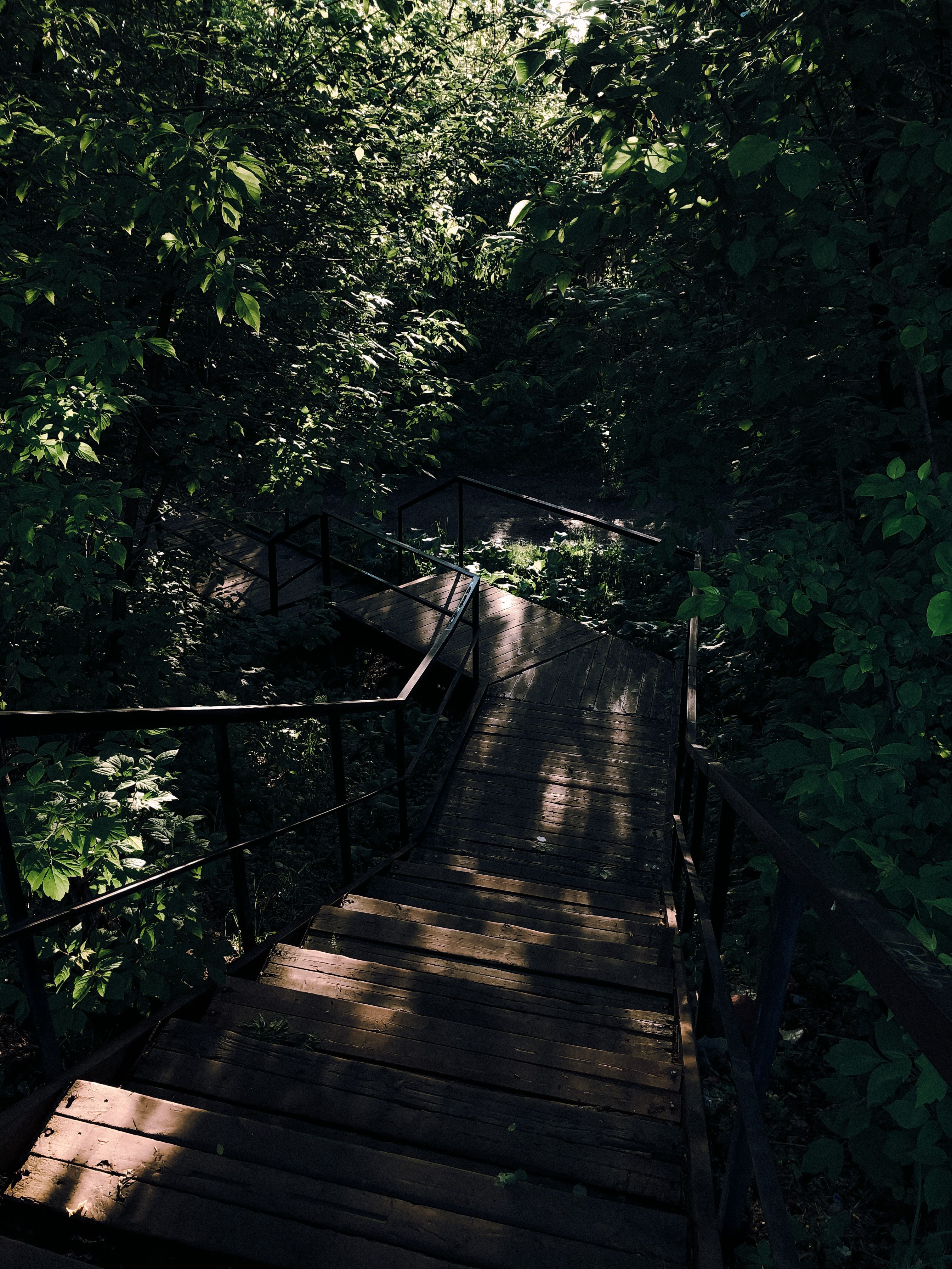 A Wooden Staircase in the Forest · Free Stock Photo