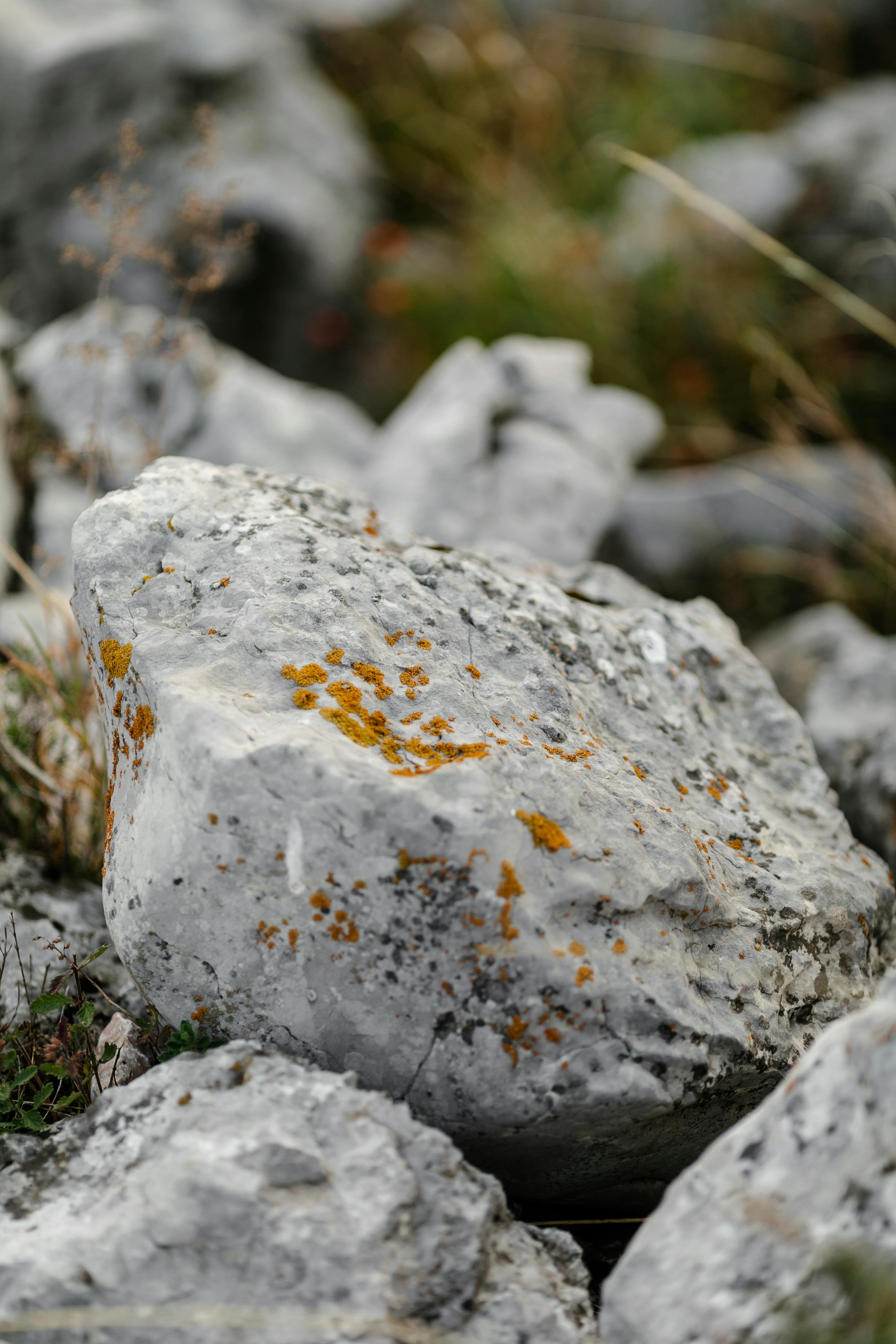 Fungi on Rock · Free Stock Photo