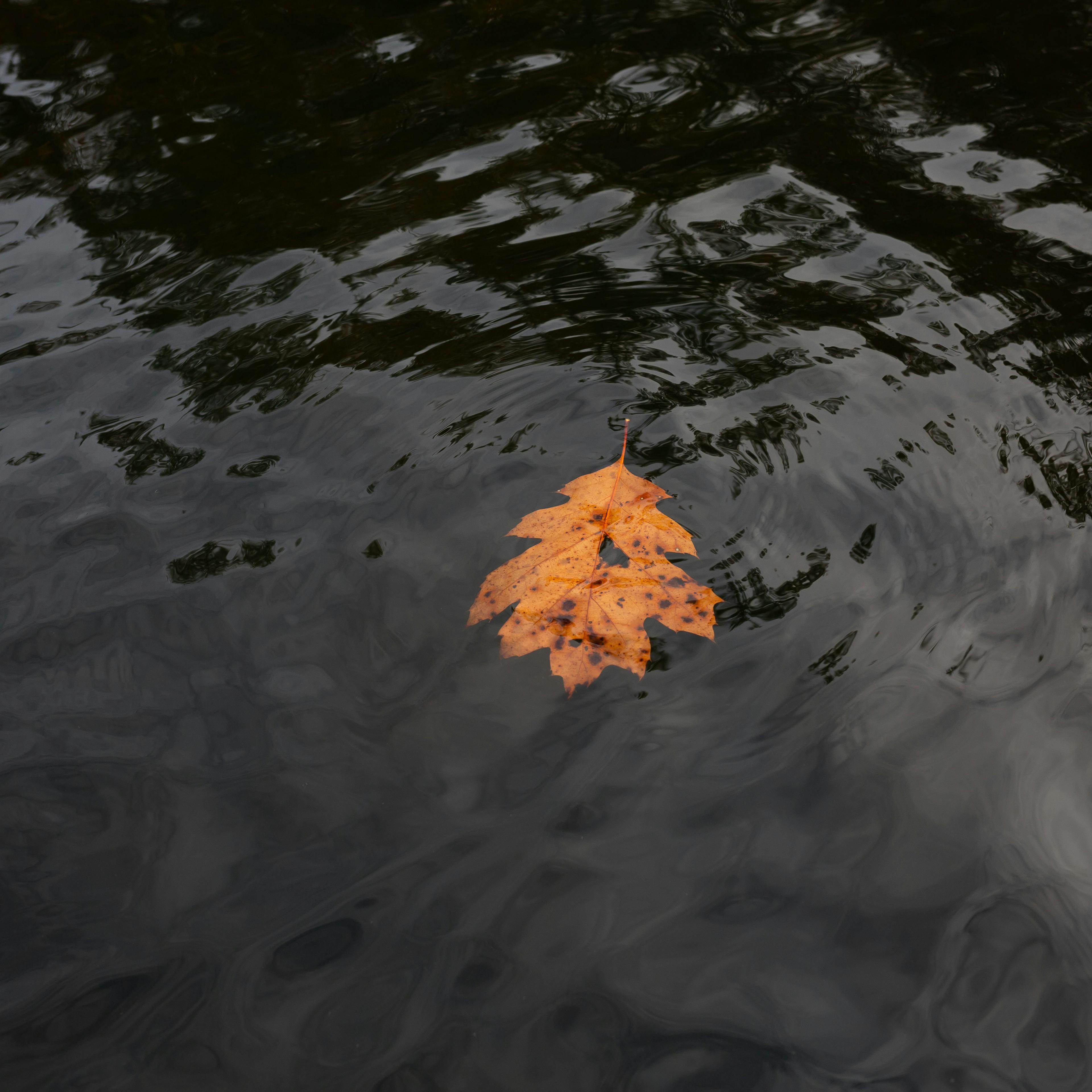 Maple Leaf Floating on Water · Free Stock Photo