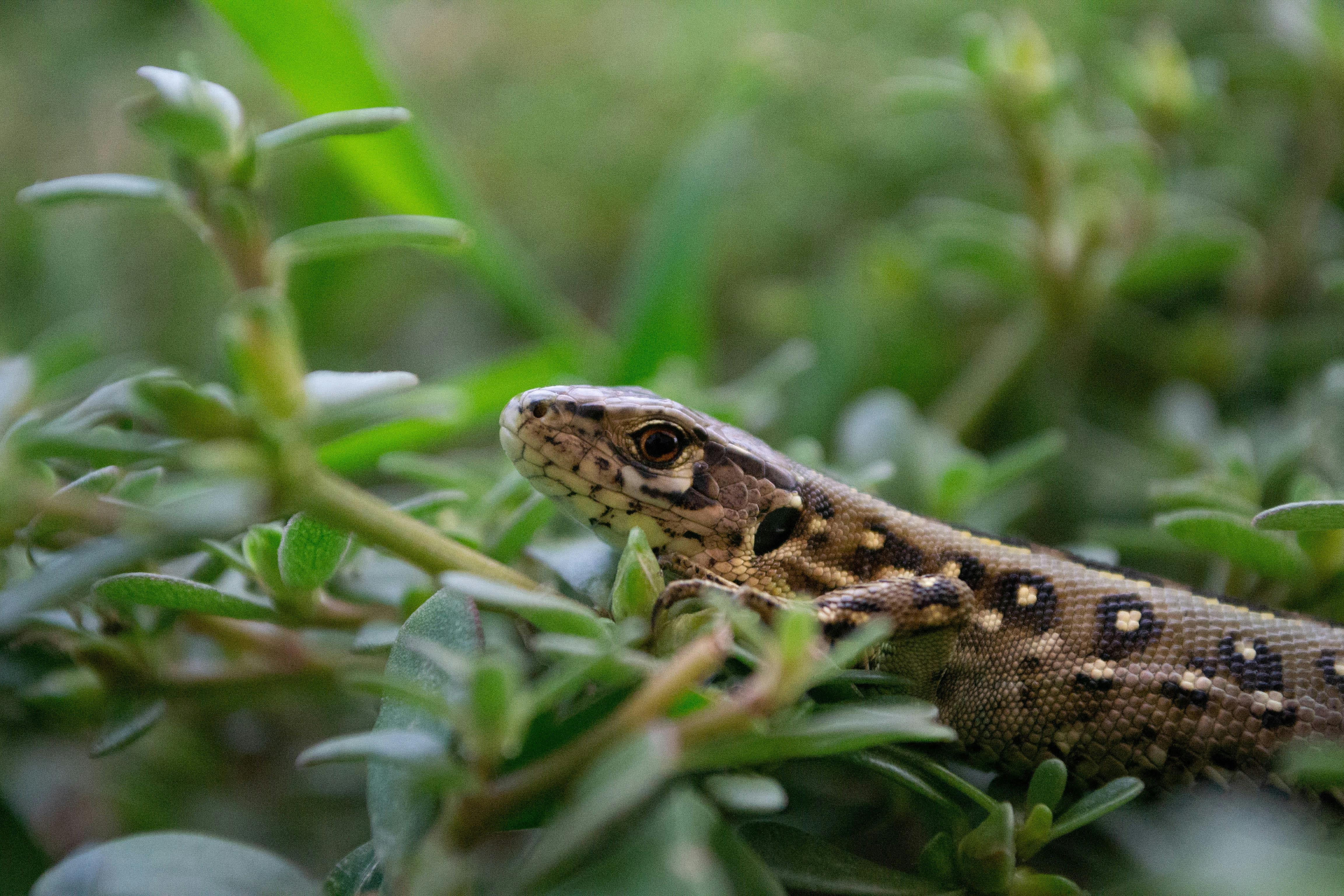 A Lizard with a Raspberry on its Head · Free Stock Photo