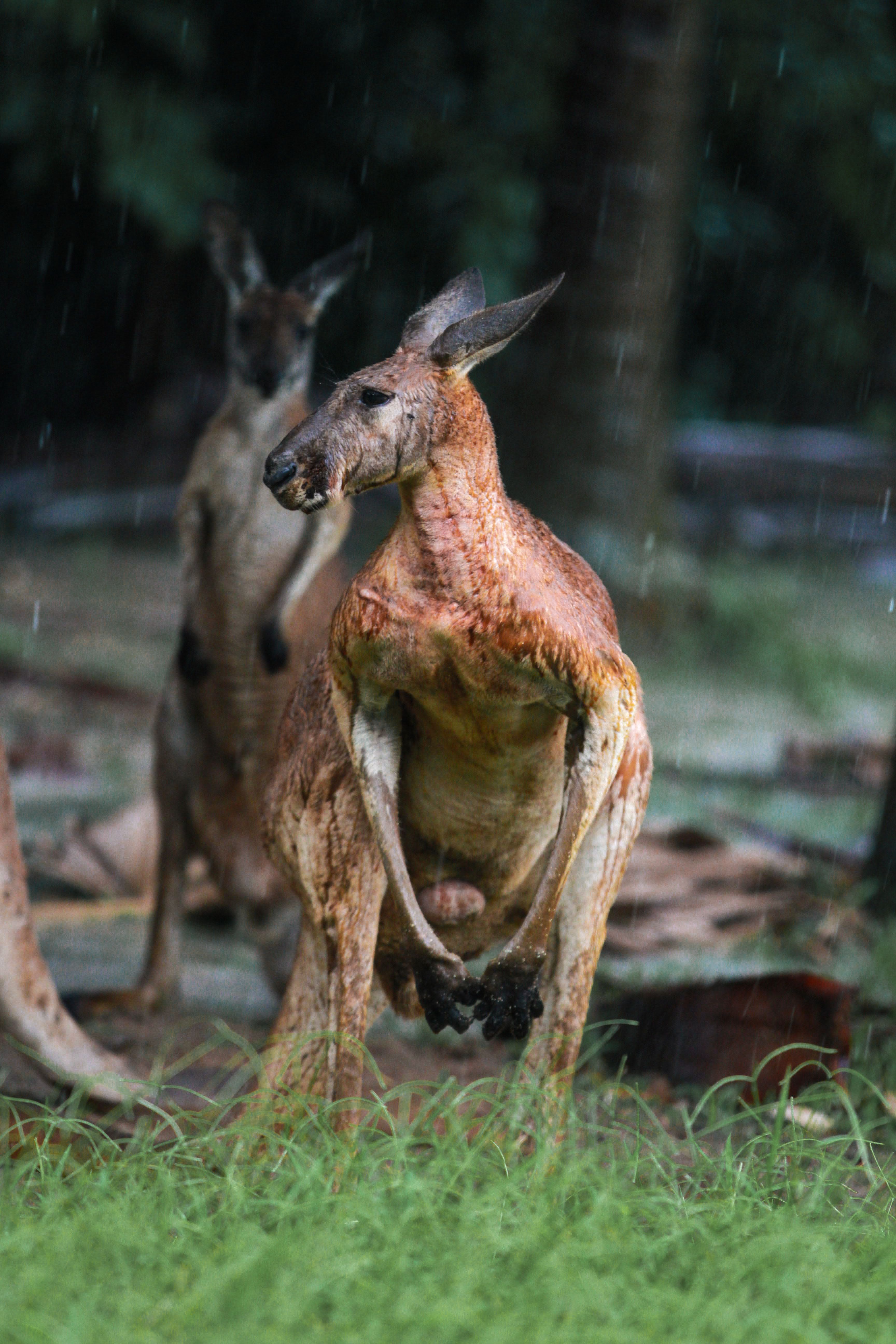 A Kangaroo on a Grass Field in an Enclosure · Free Stock Photo
