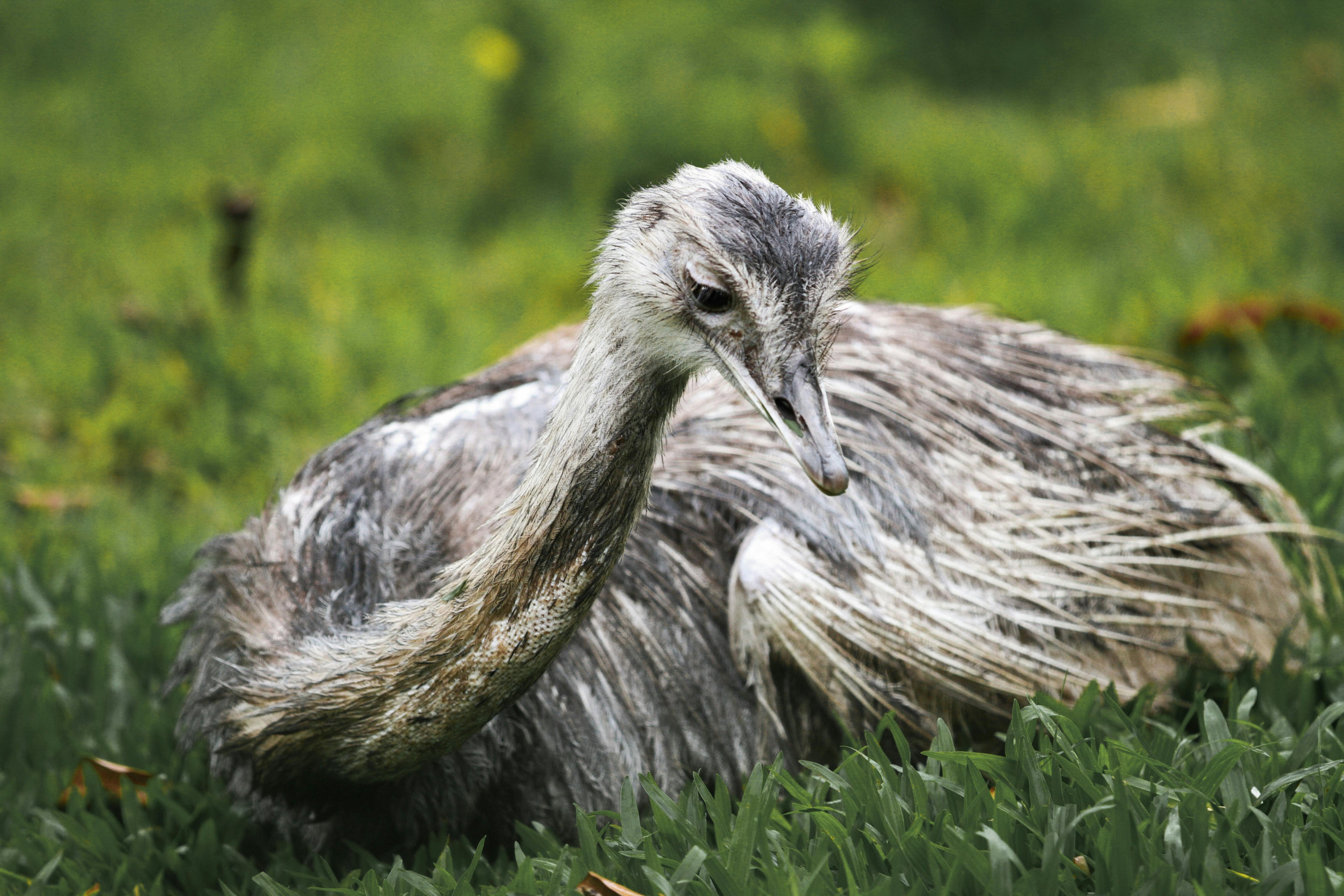 Rheas Photos, Download The BEST Free Rheas Stock Photos & HD Images