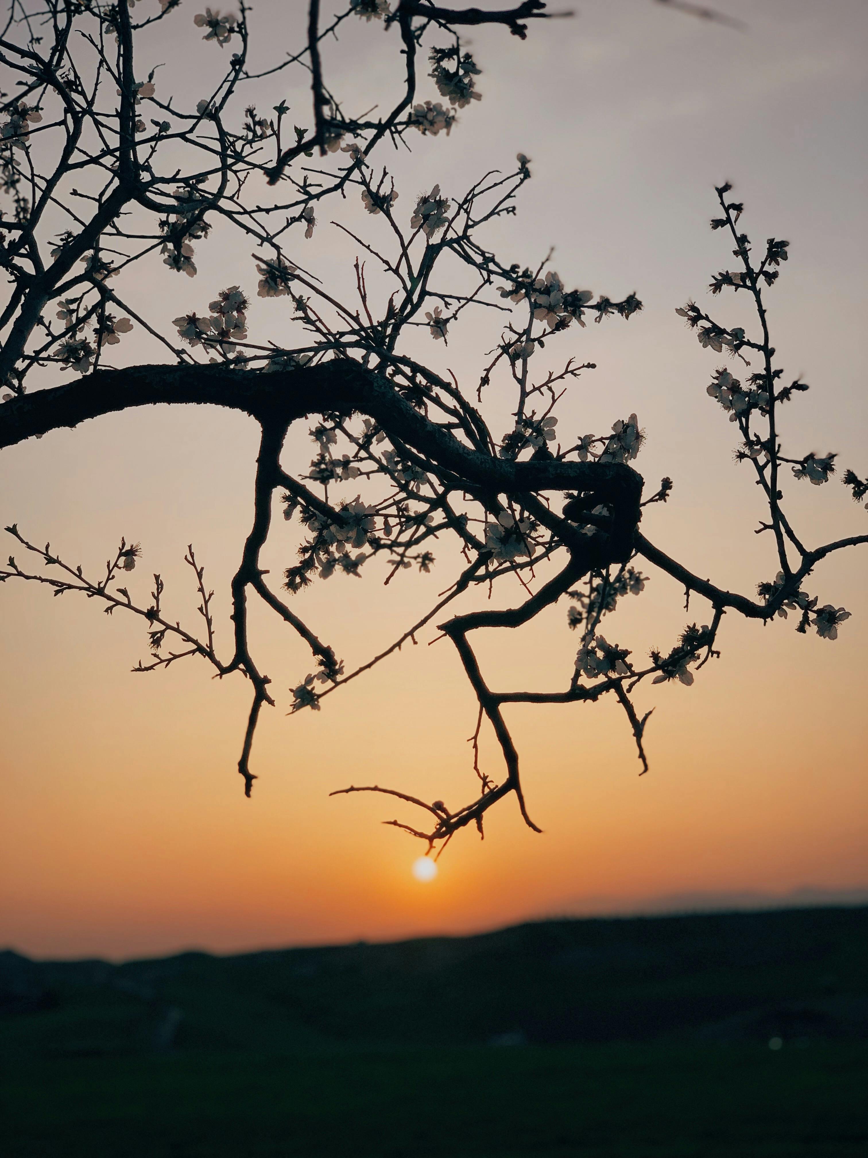 White Tree Blossoms Under Golden Sun · Free Stock Photo