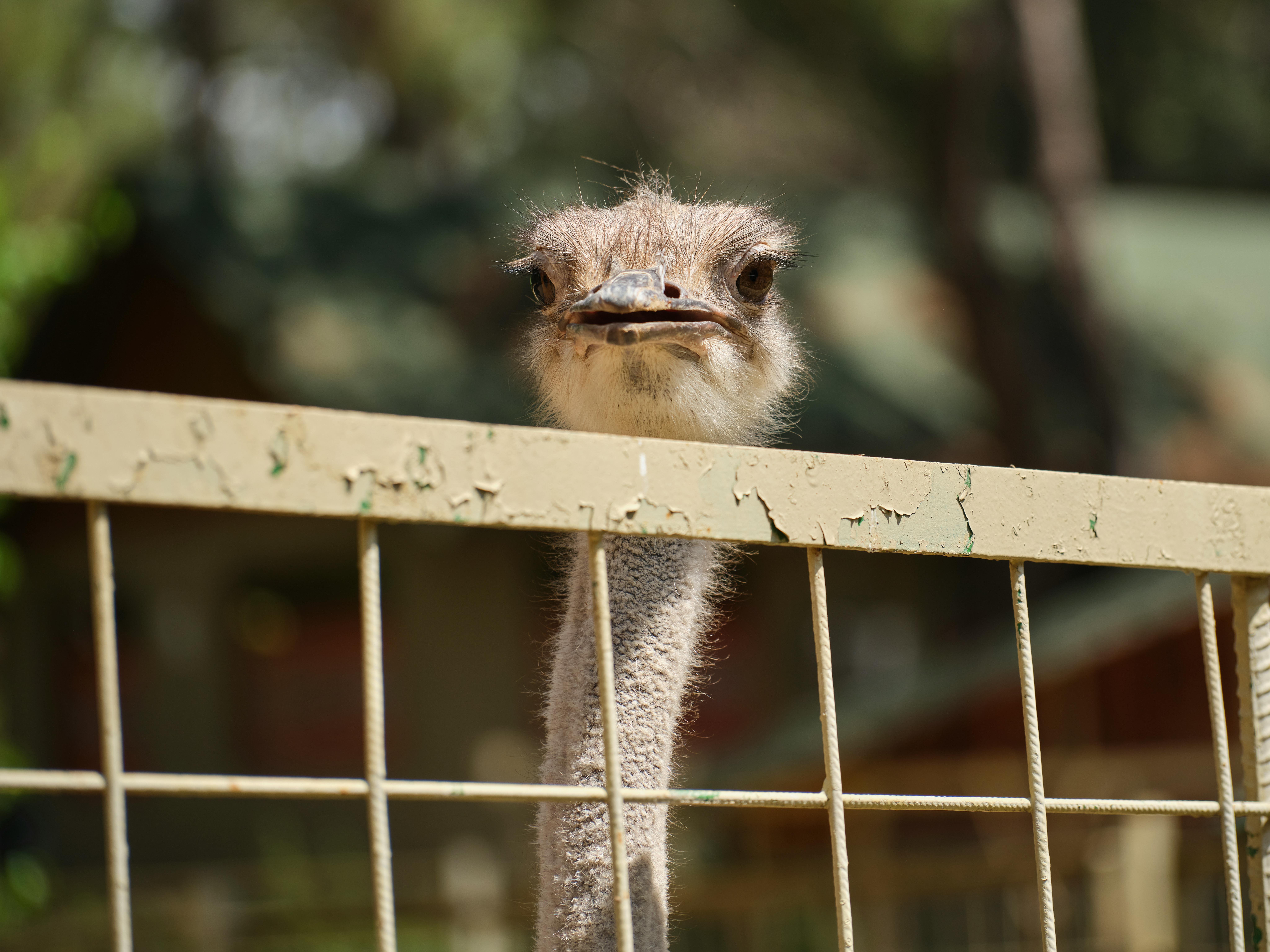 Brown Ostrich · Free Stock Photo