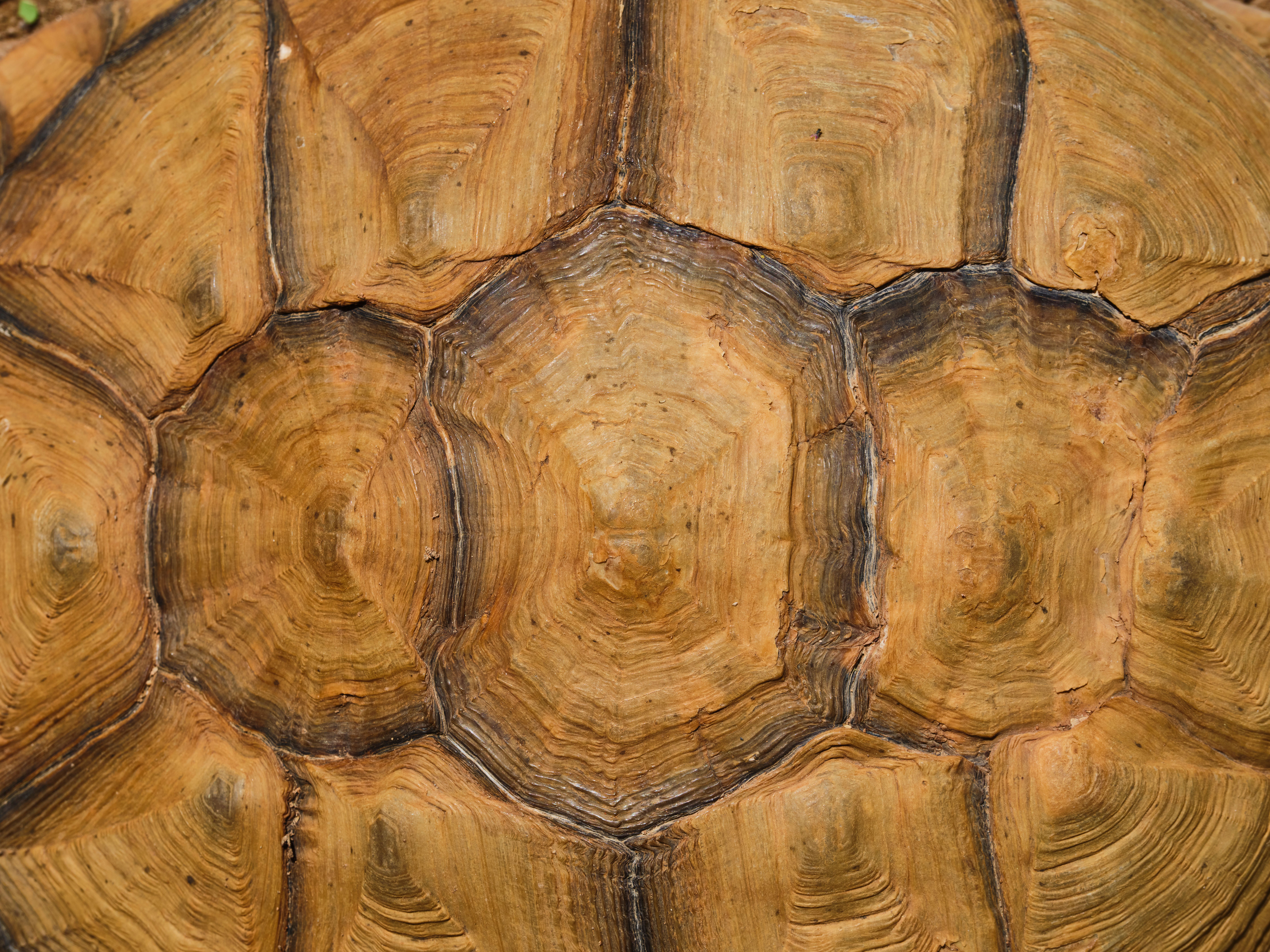 Wood Log ion Close Up Shot · Free Stock Photo
