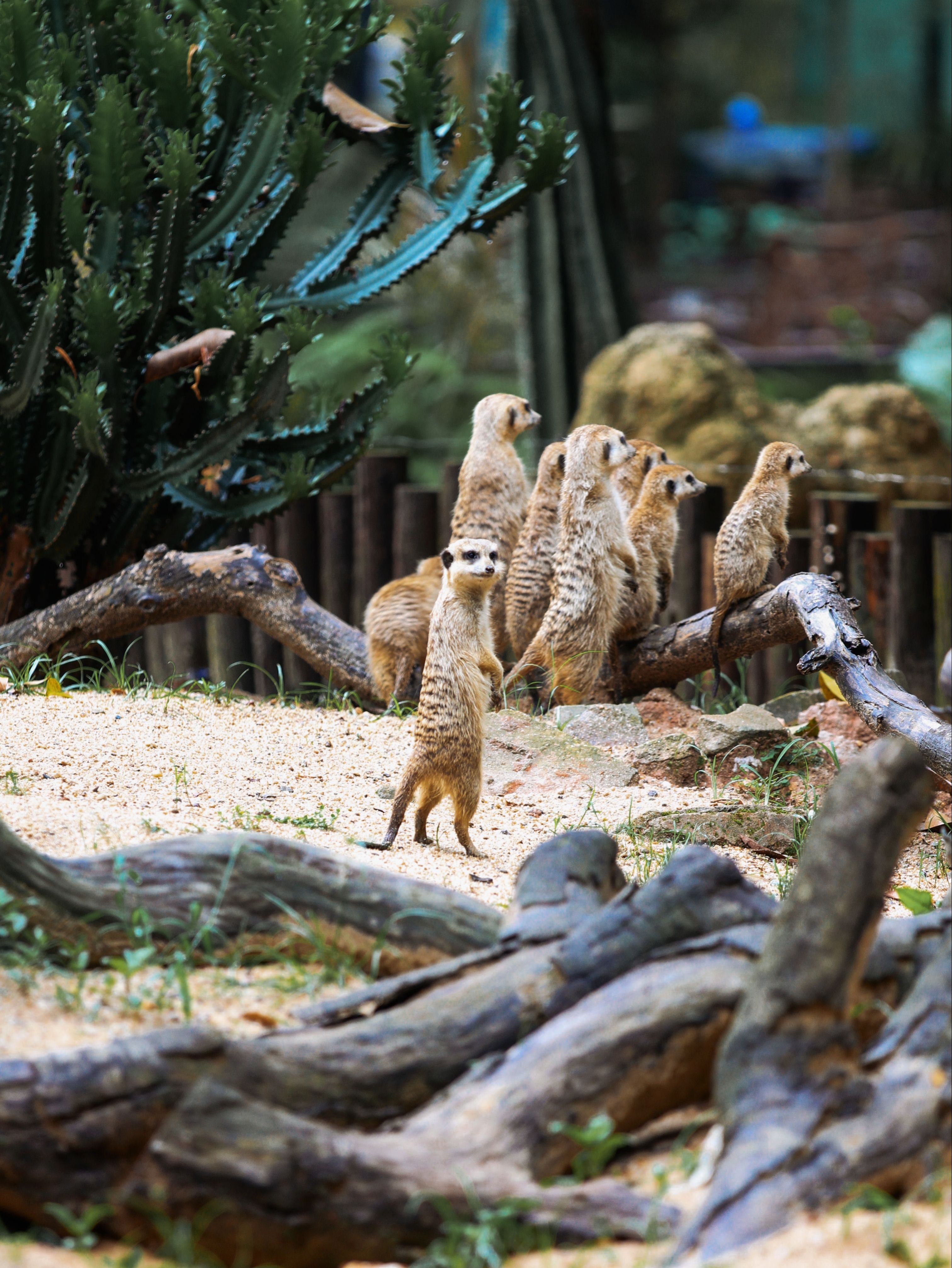 Alerted Meerkat in Desert · Free Stock Photo