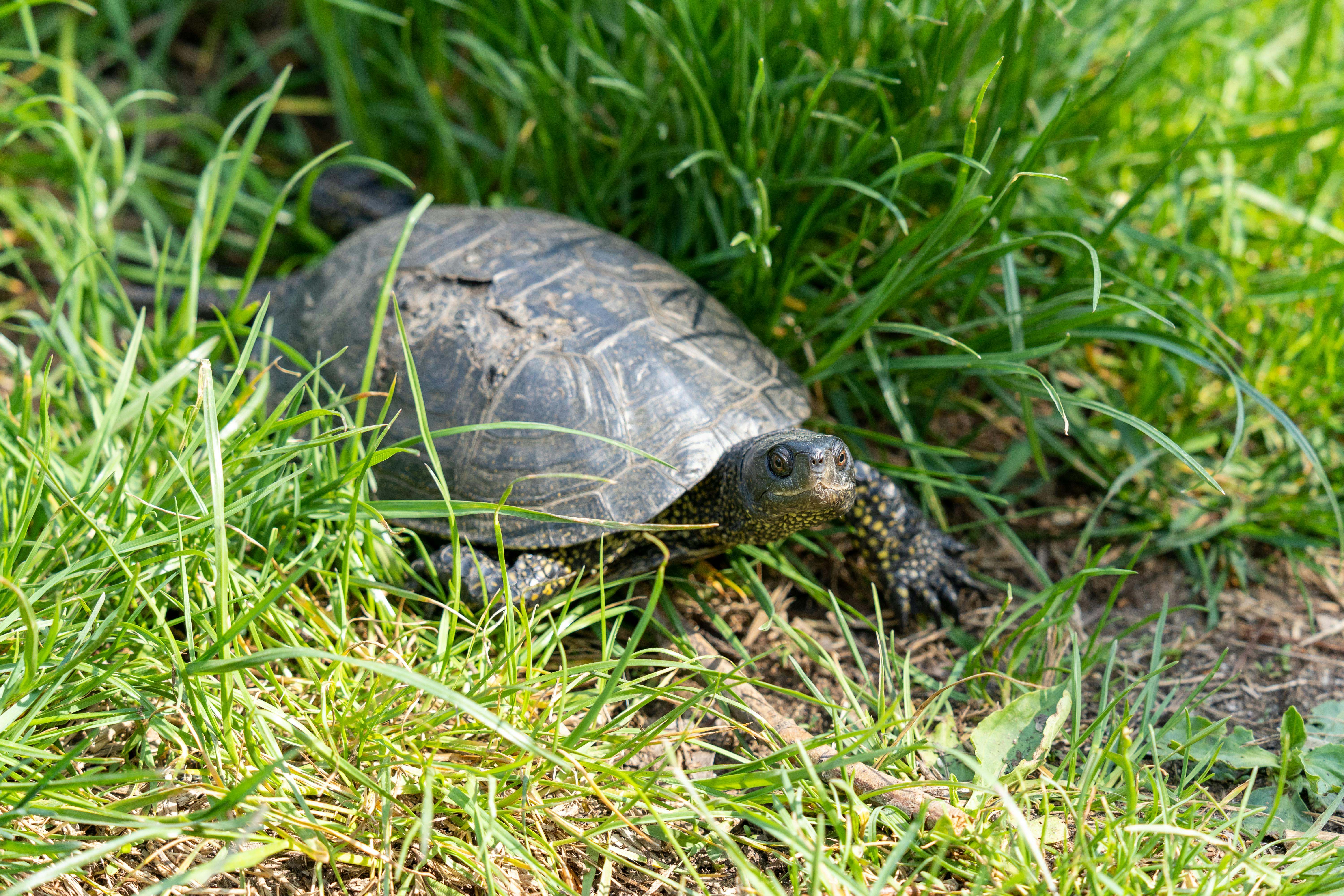 Close-Up Photograph of a Turtle on the Grass · Free Stock Photo