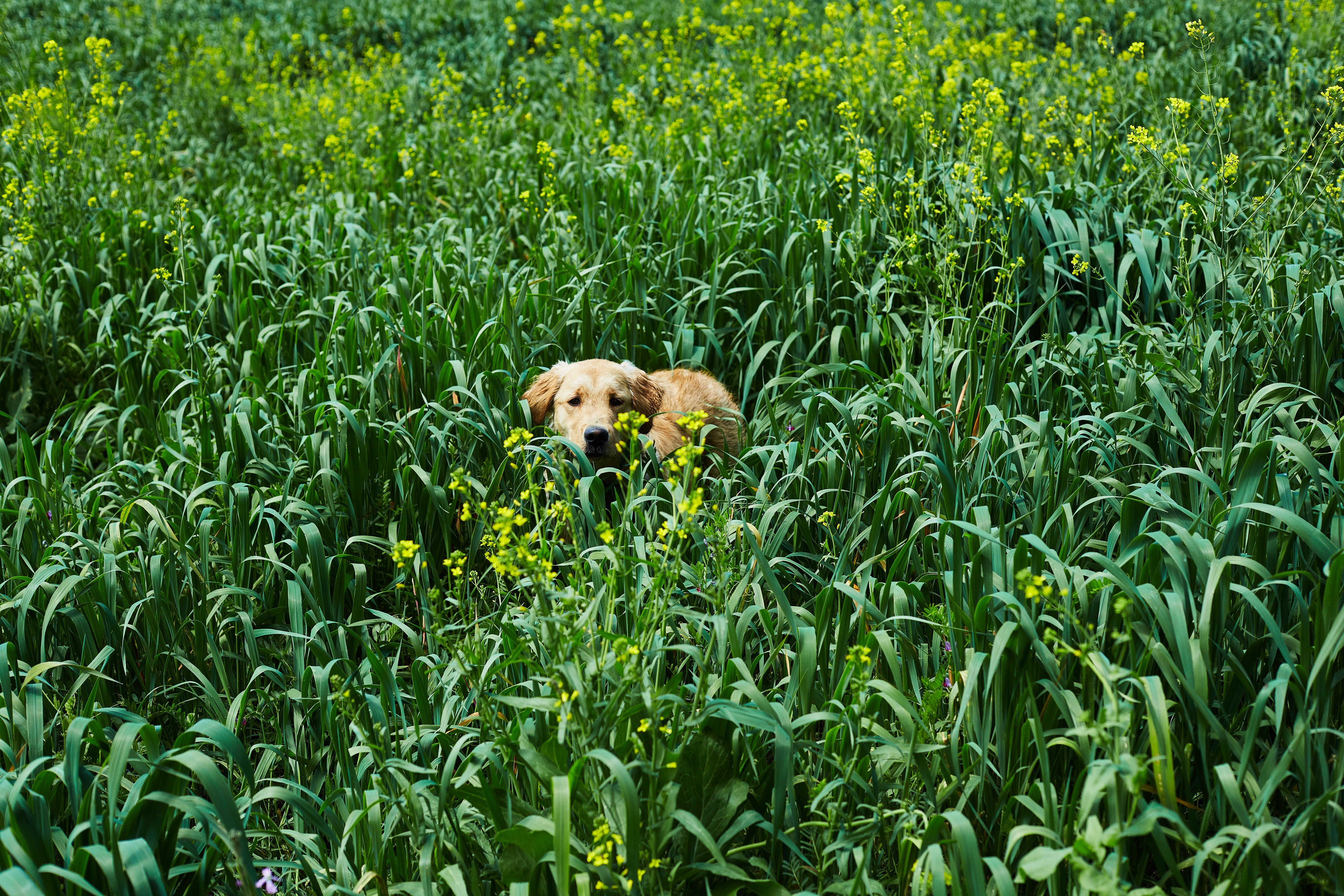 Photograph of a Golden Retriever in a Grass Field · Free Stock Photo