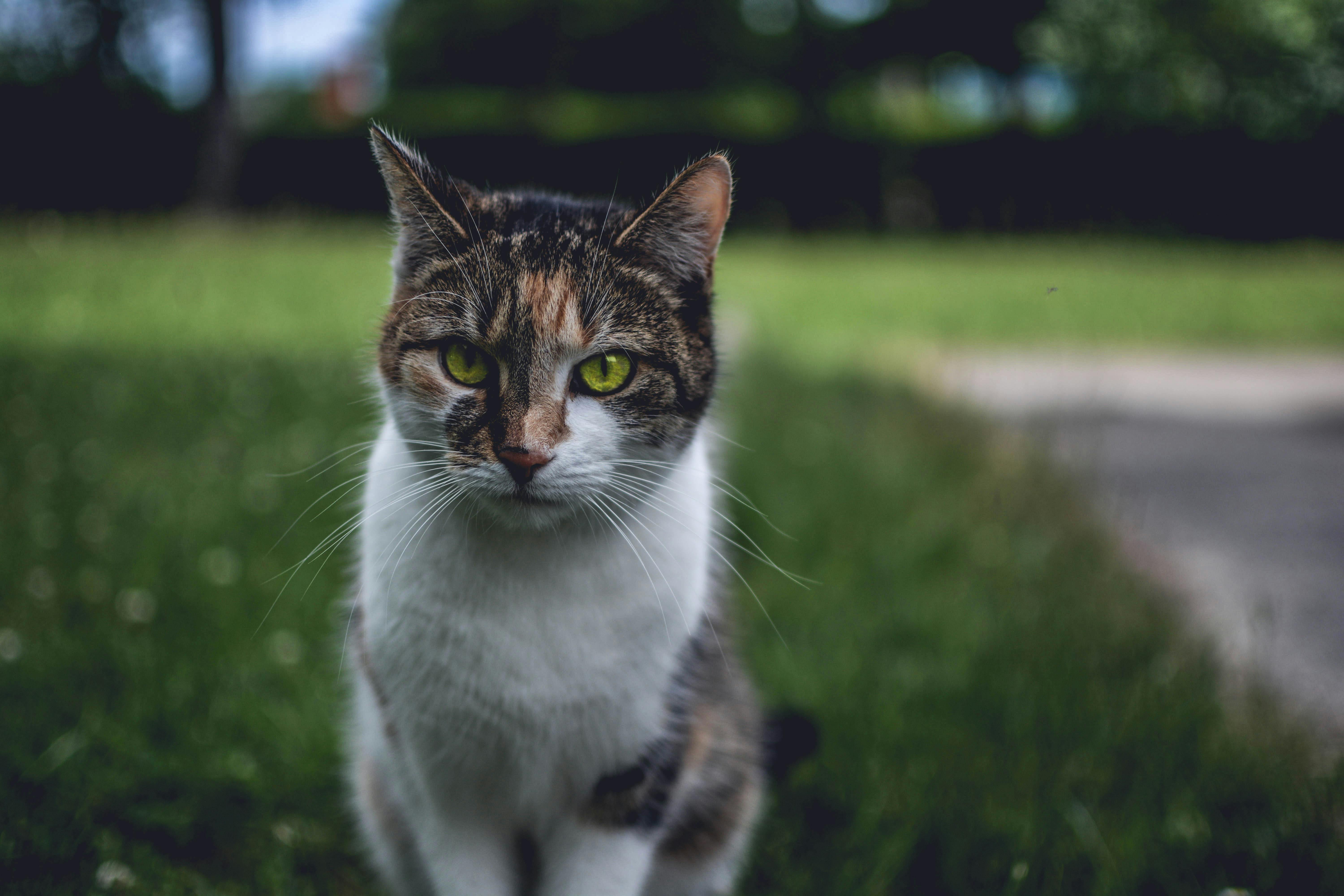 Photo of Cat · Free Stock Photo