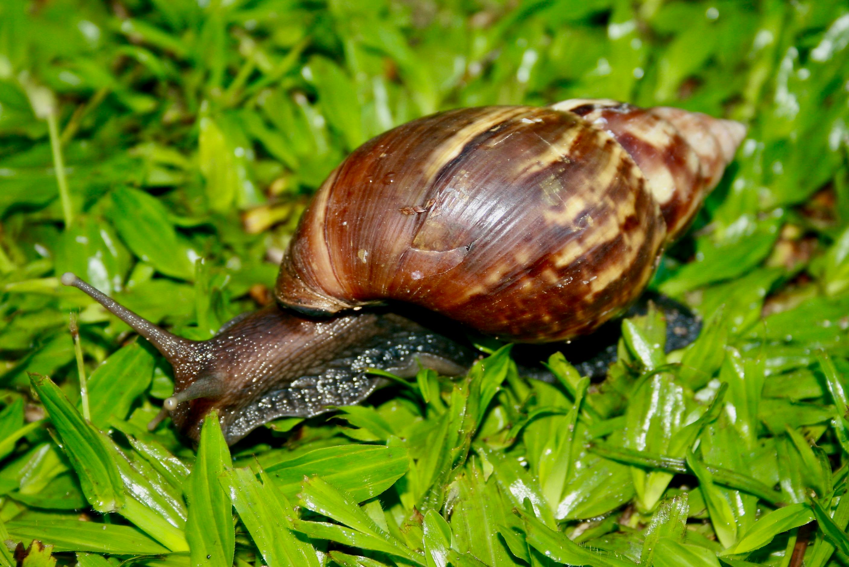 Gratis stockfoto van slak, slakken, slakkenhuis.