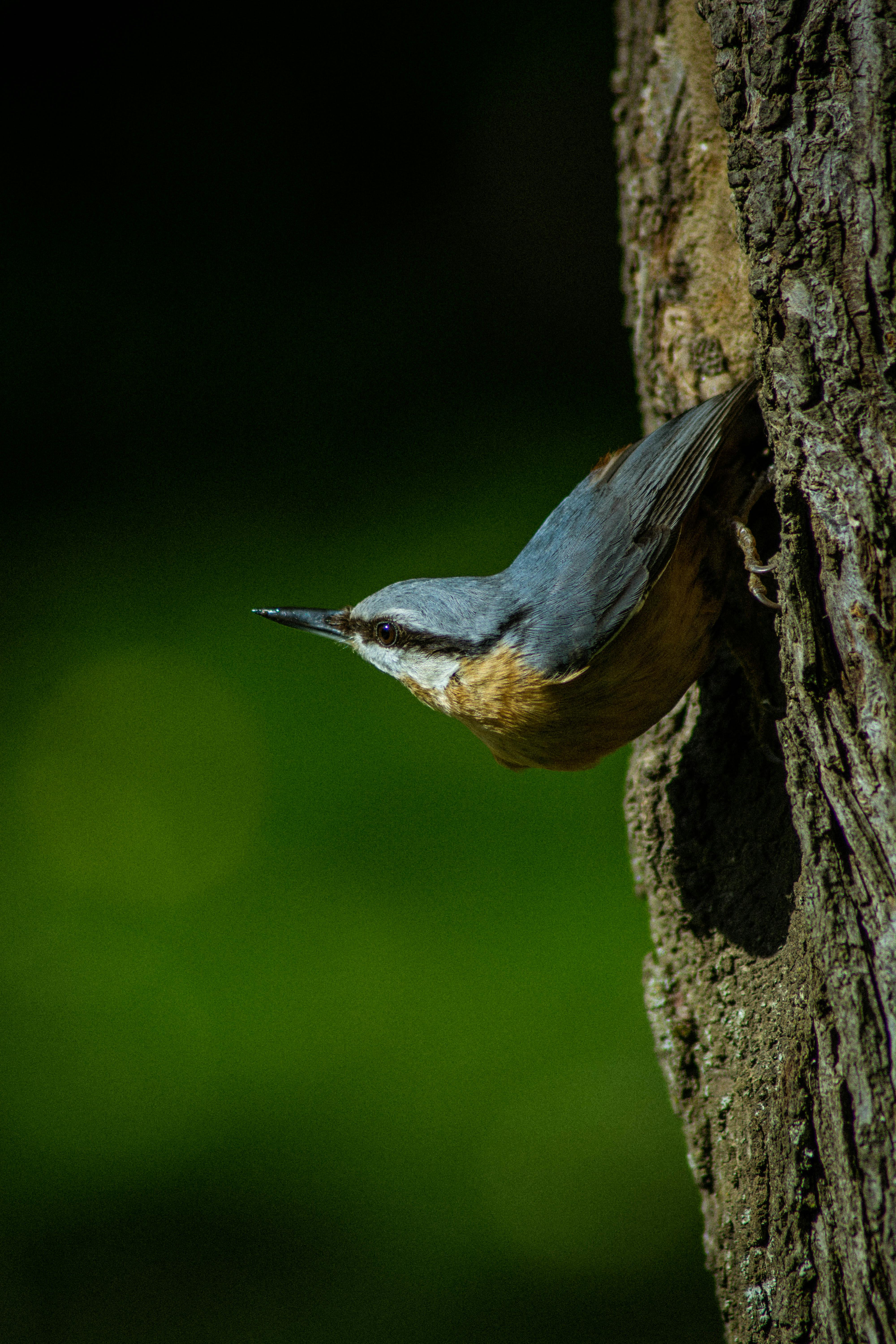 A Kashmir Nuthatch · Free Stock Photo