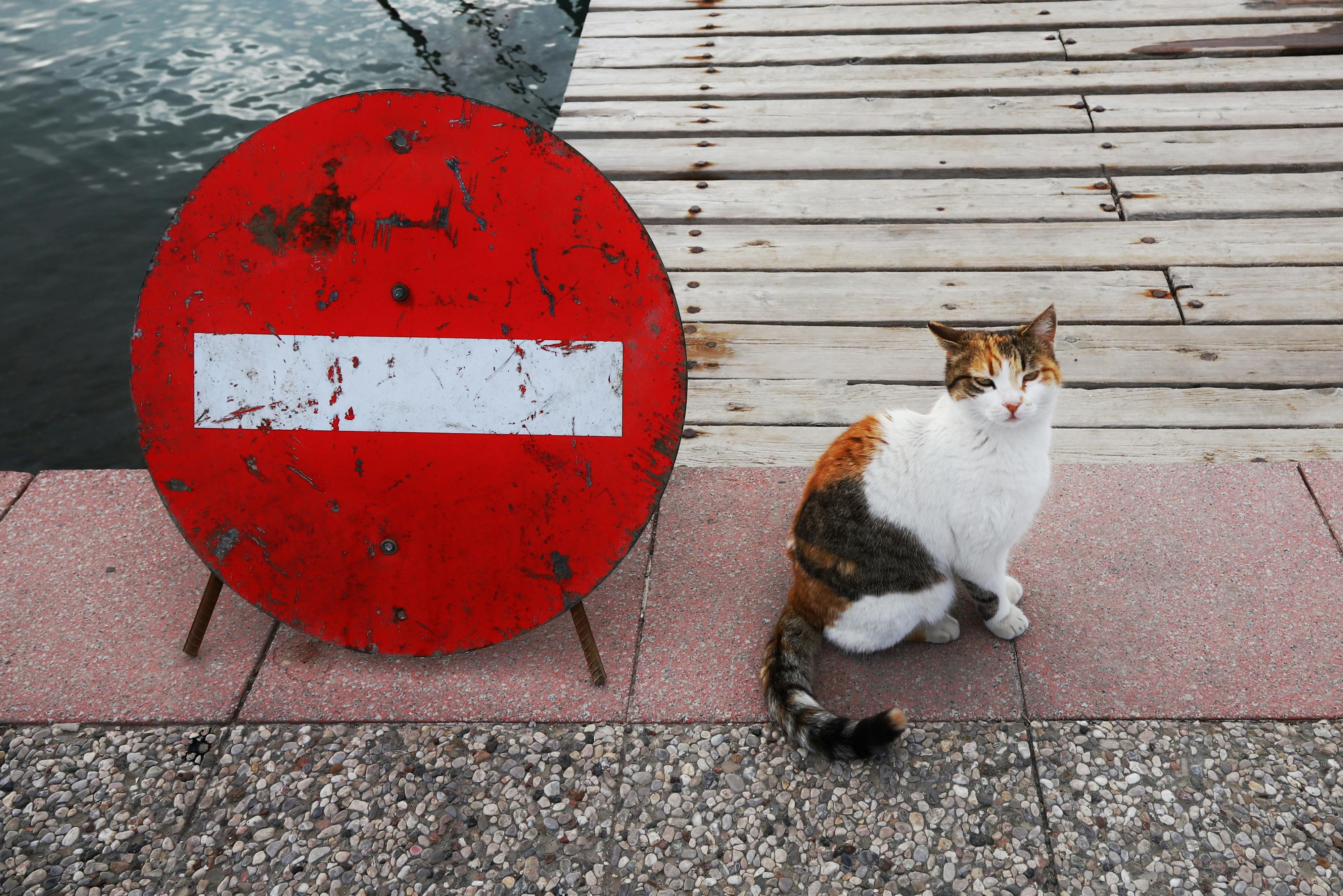 A Cat Sitting Next to a No Entry Sign · Free Stock Photo