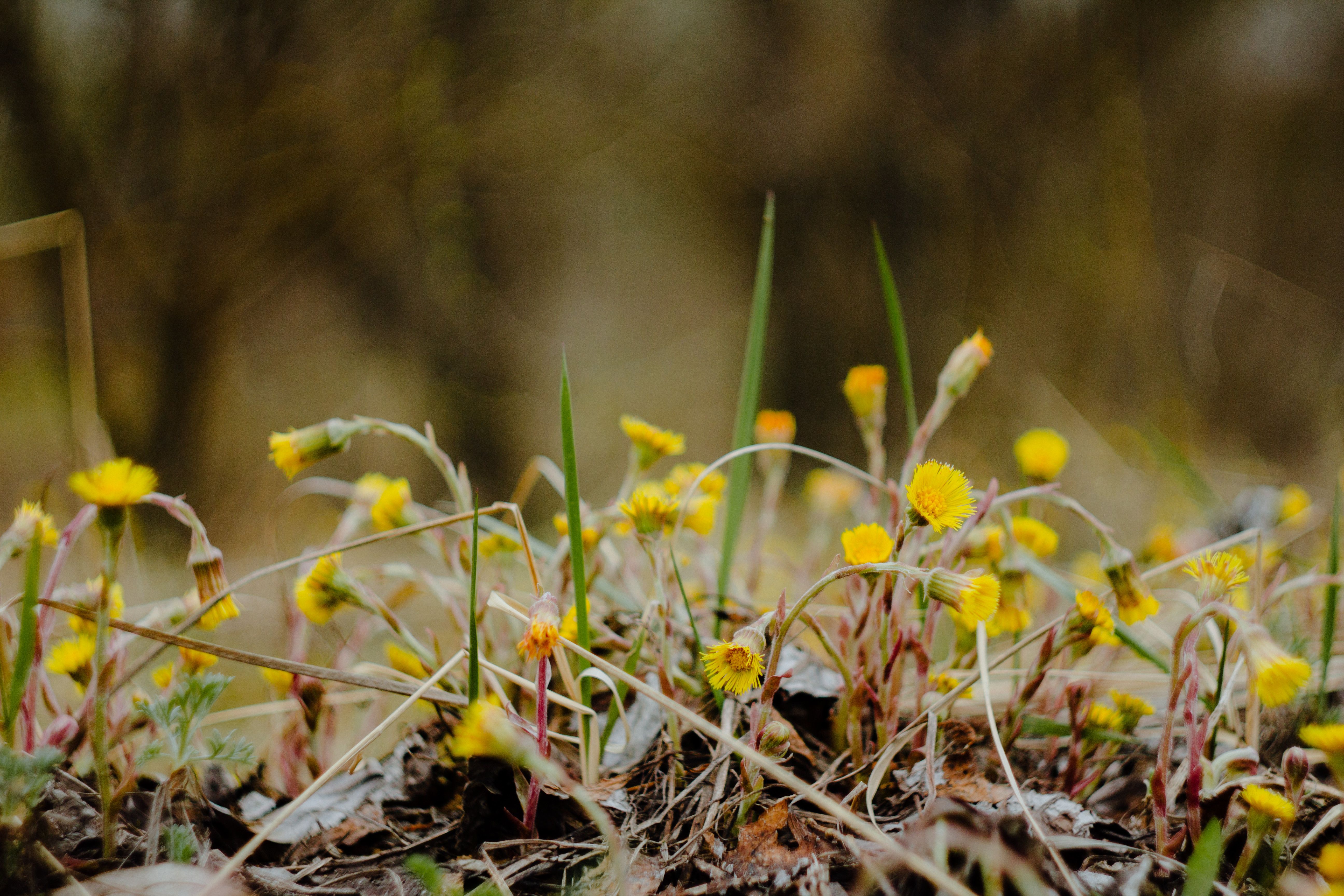 Yellow Flowers on Brown Soil · Free Stock Photo