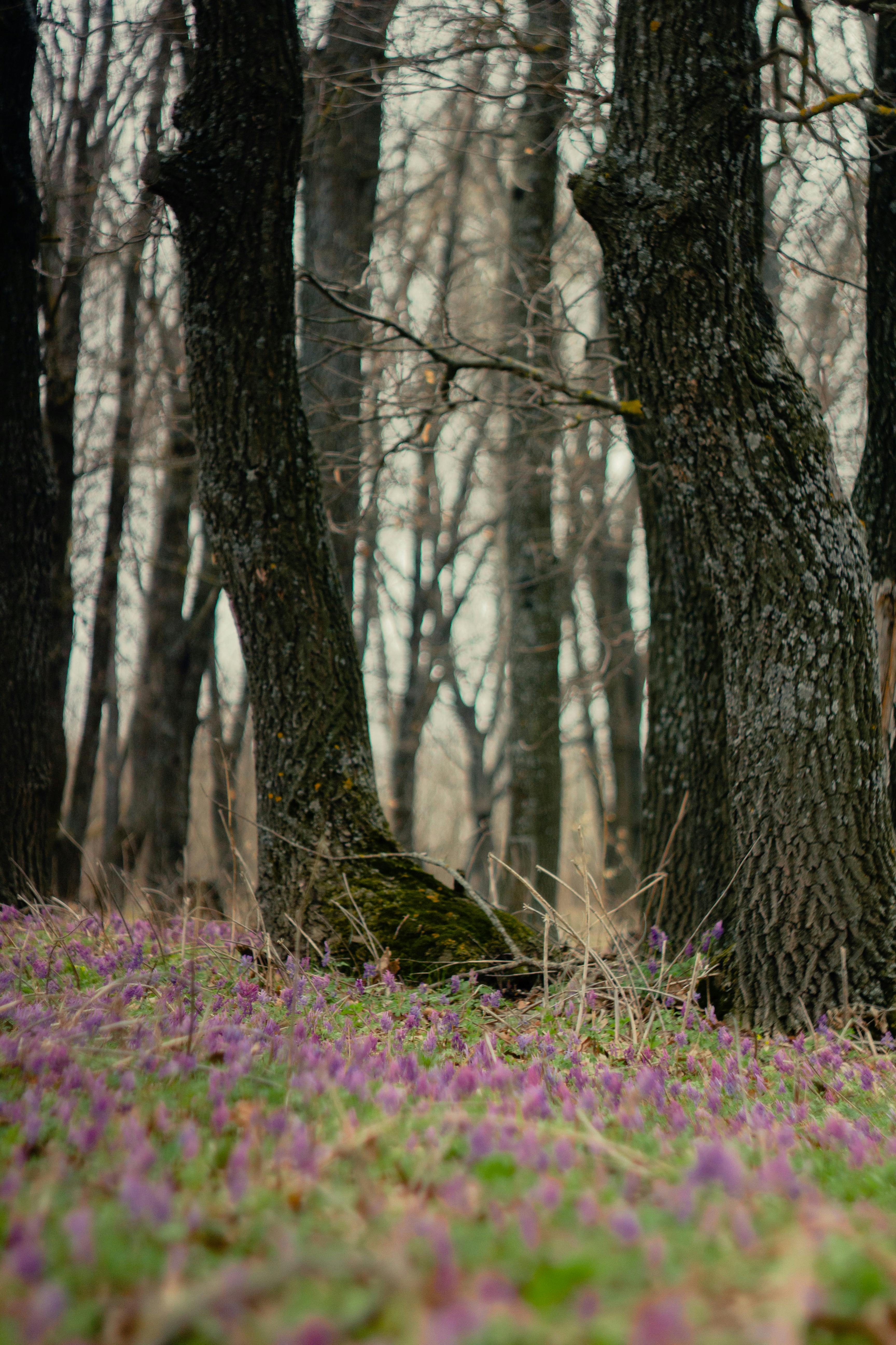Purple Flowering Plants Near Tree Trunks · Free Stock Photo