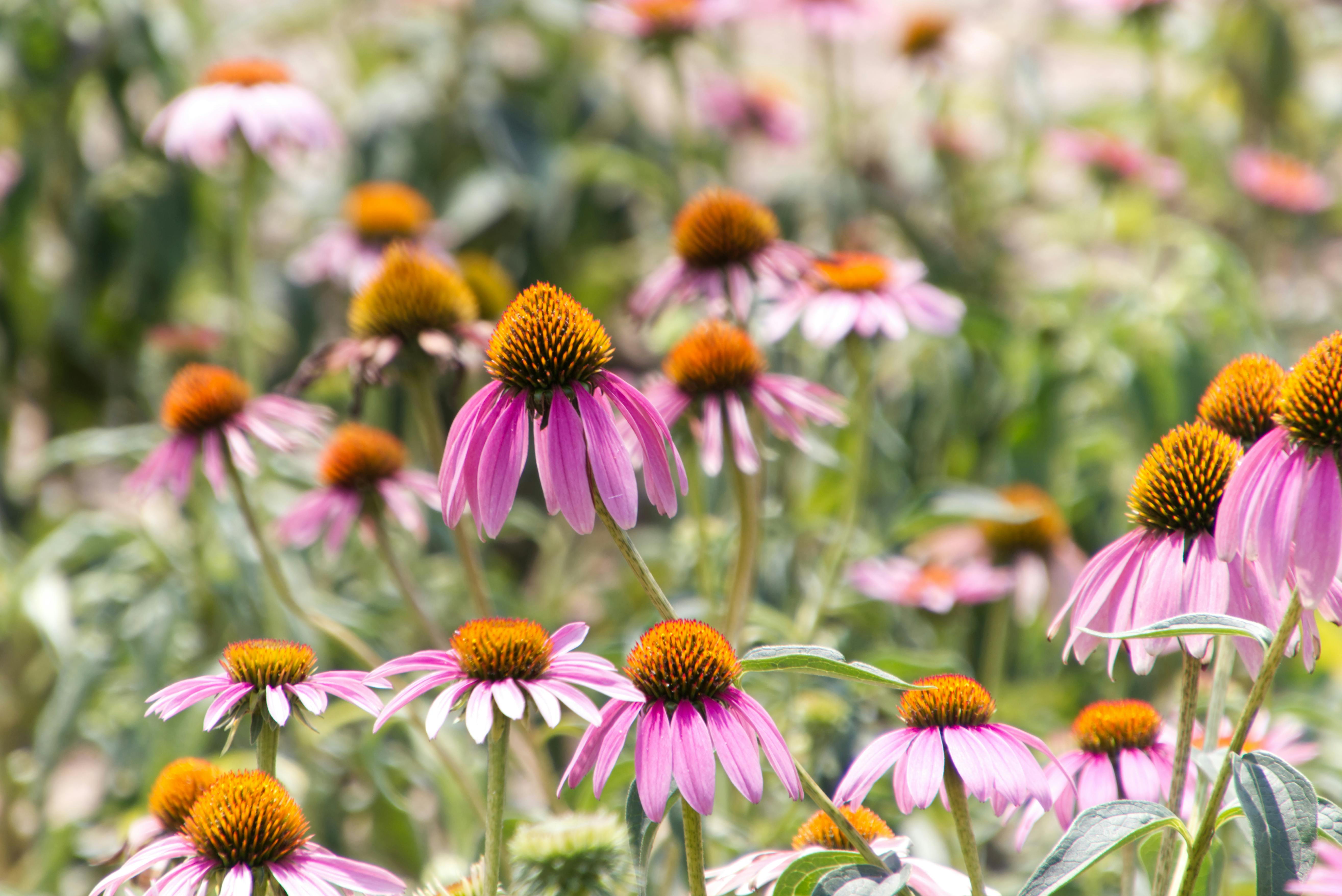 Close-up of Coneflowers in a Garden · Free Stock Photo