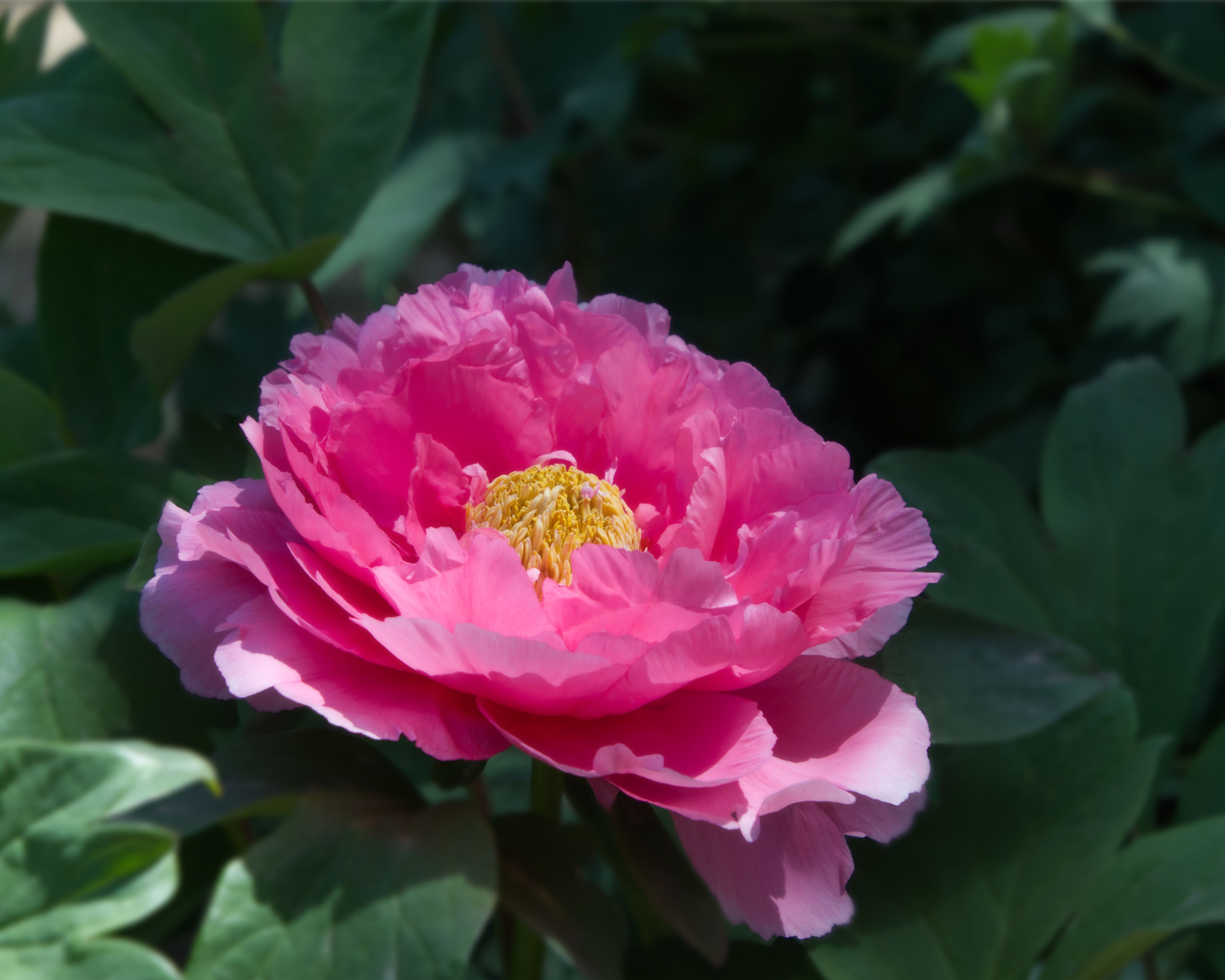 Pink Chinese Peony Flowers · Free Stock Photo