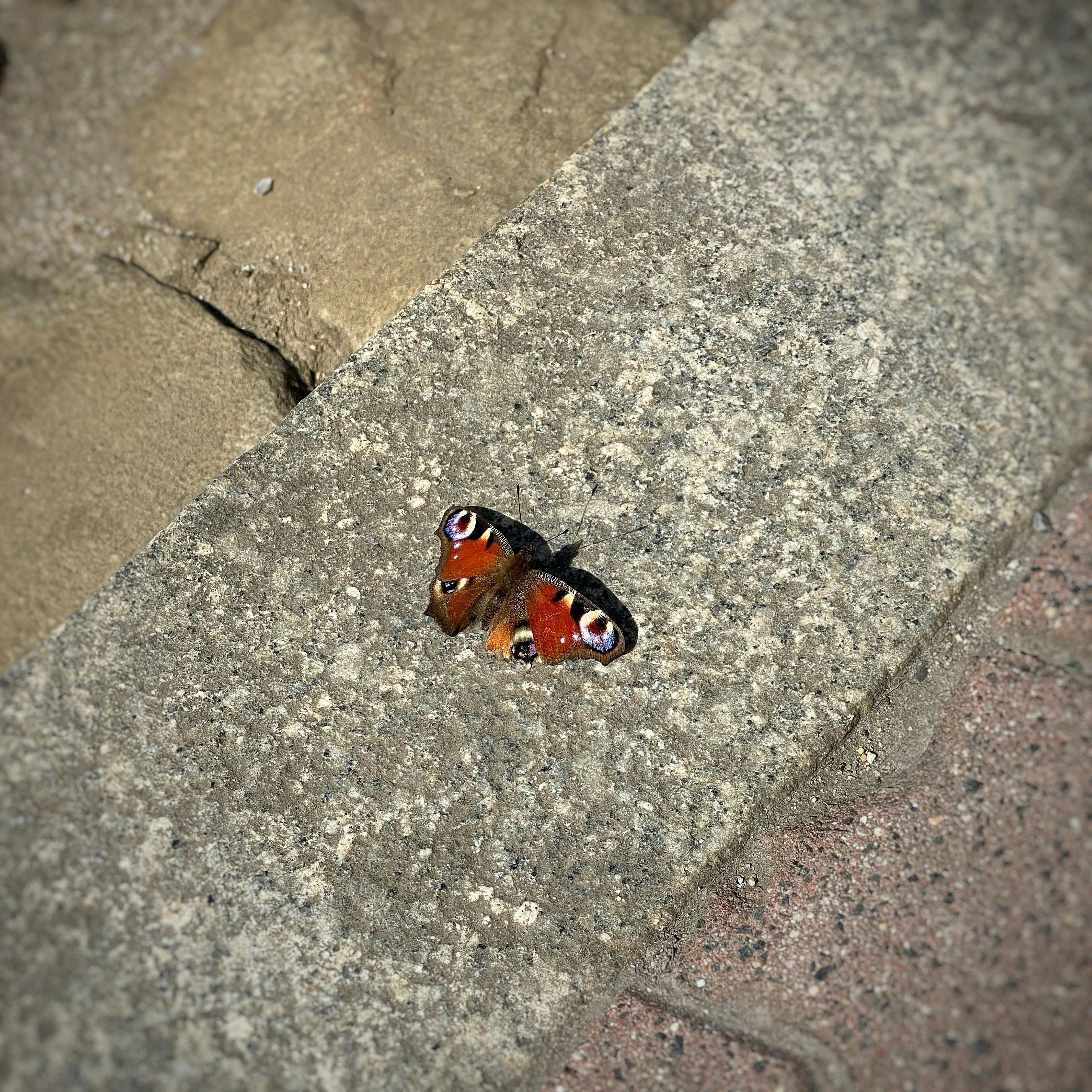 YULIIA KOLIADA - Photography