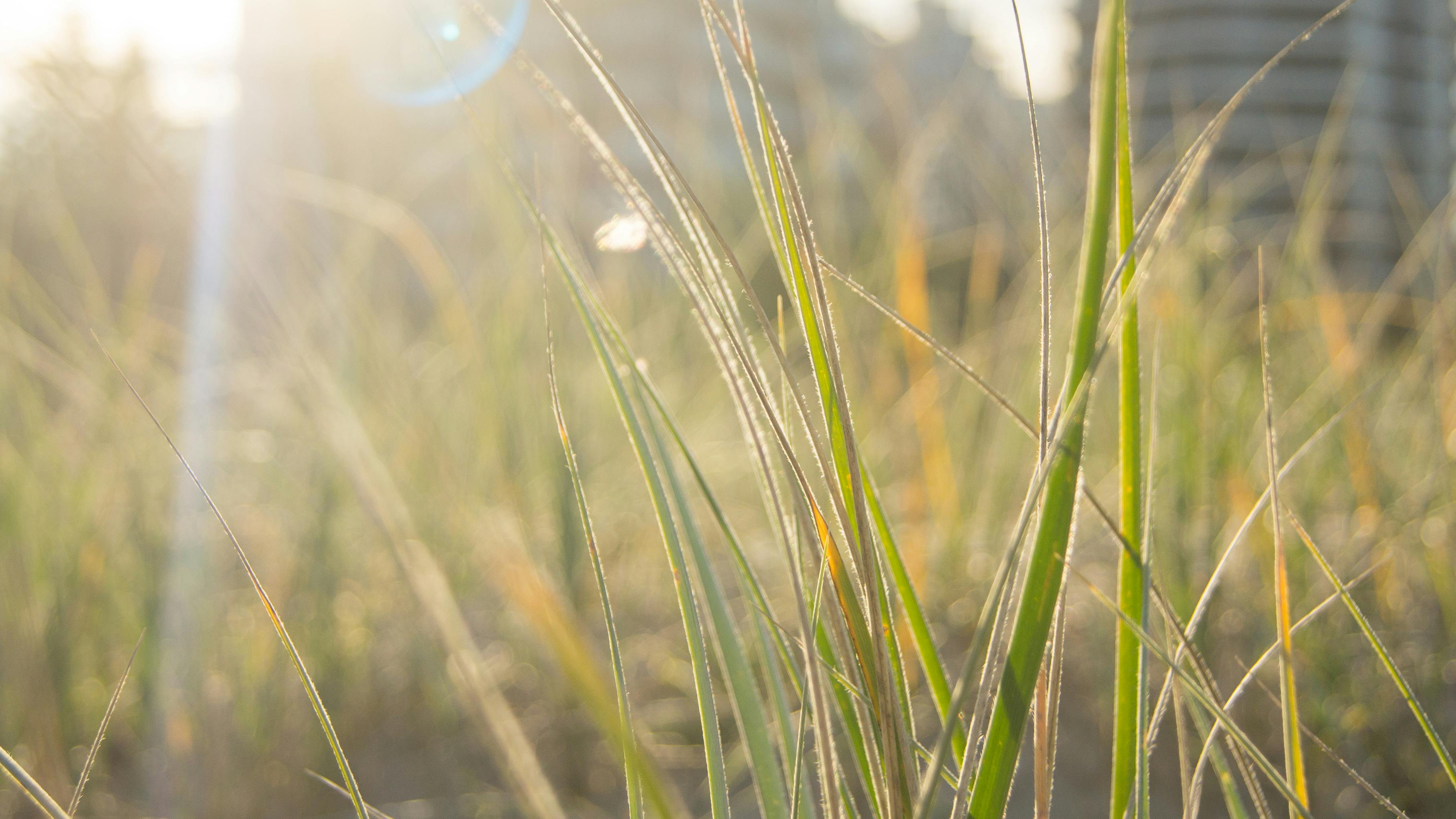 Selective Focus Photography of Green Grass · Free Stock Photo