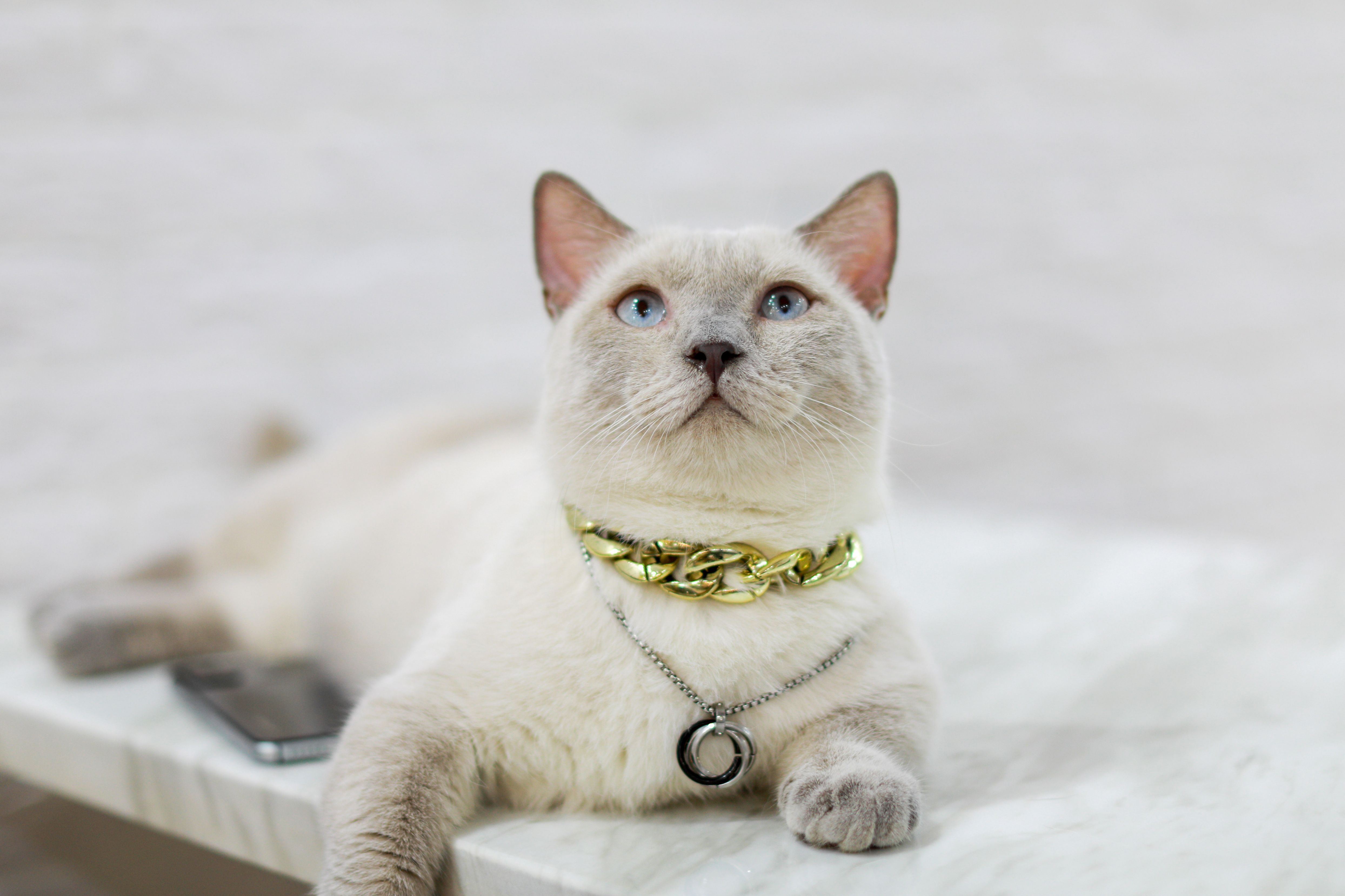 Close-Up Shot of a Siamese Cat Lying on Marble Surface · Free Stock Photo