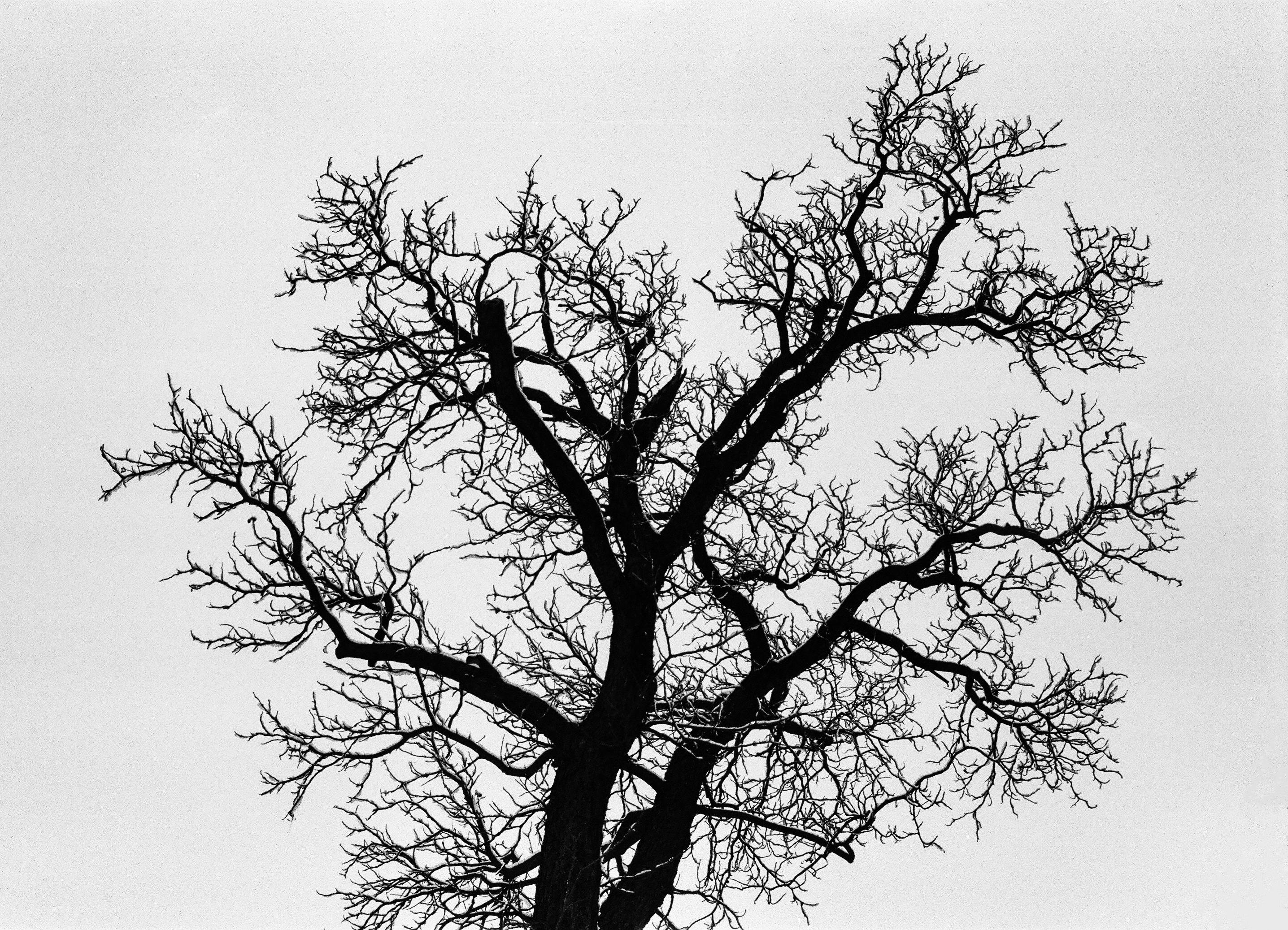 Shadow of Leafless Tree Branches on White Wall · Free Stock Photo
