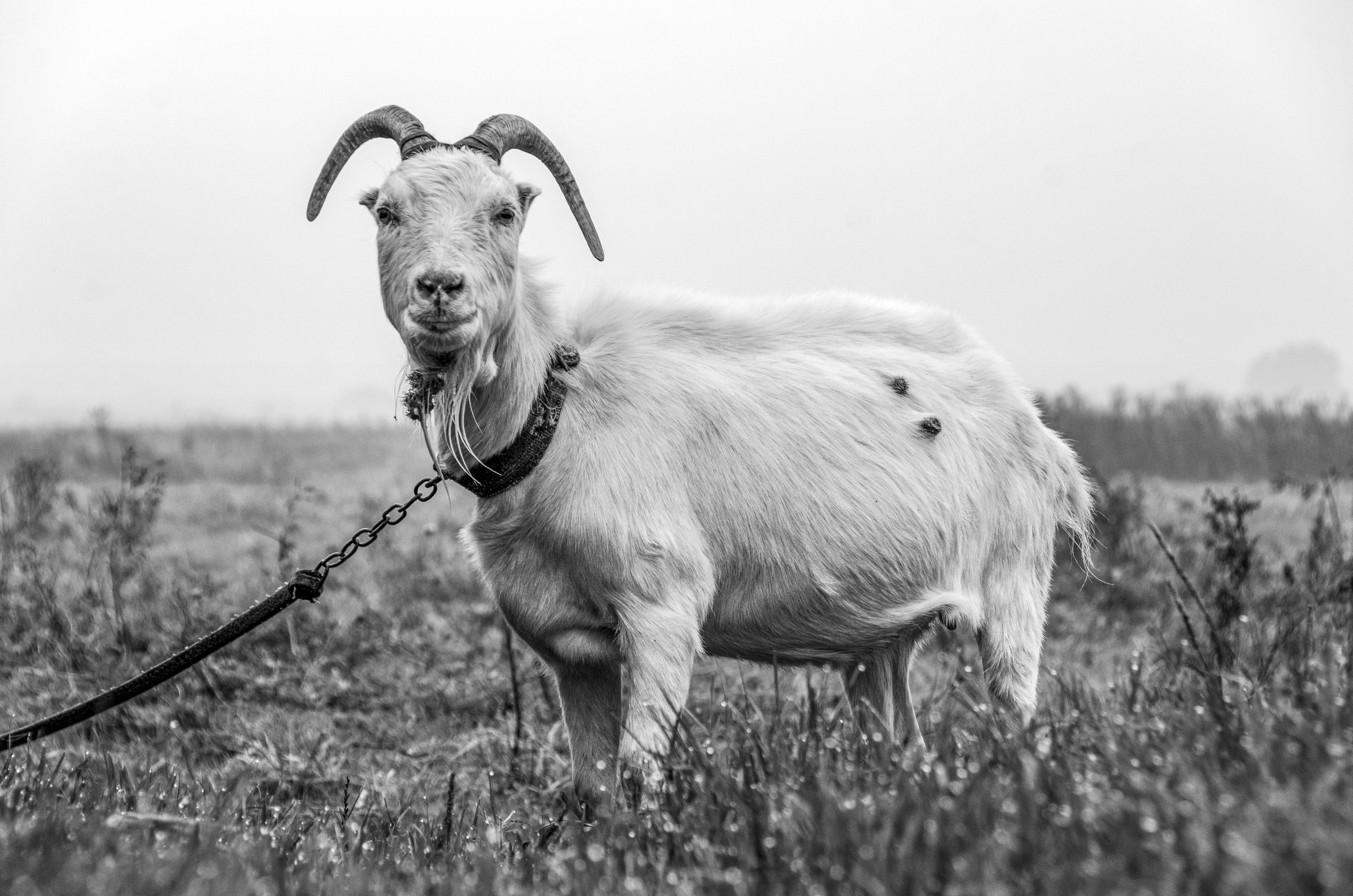 Grayscale Photo of a Peasantry Goat on the Grass · Free Stock Photo