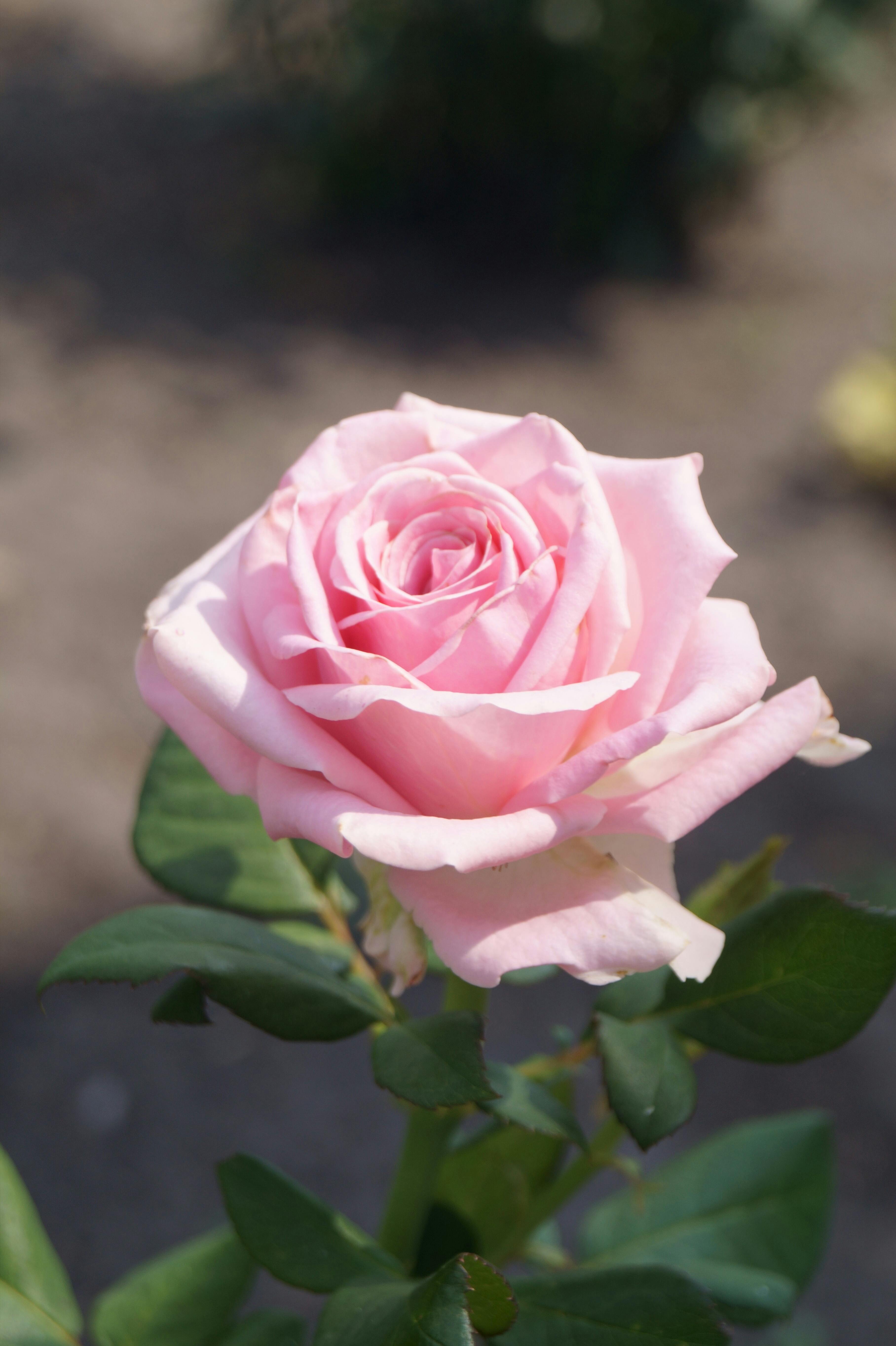 Pink Rose in Bloom · Free Stock Photo